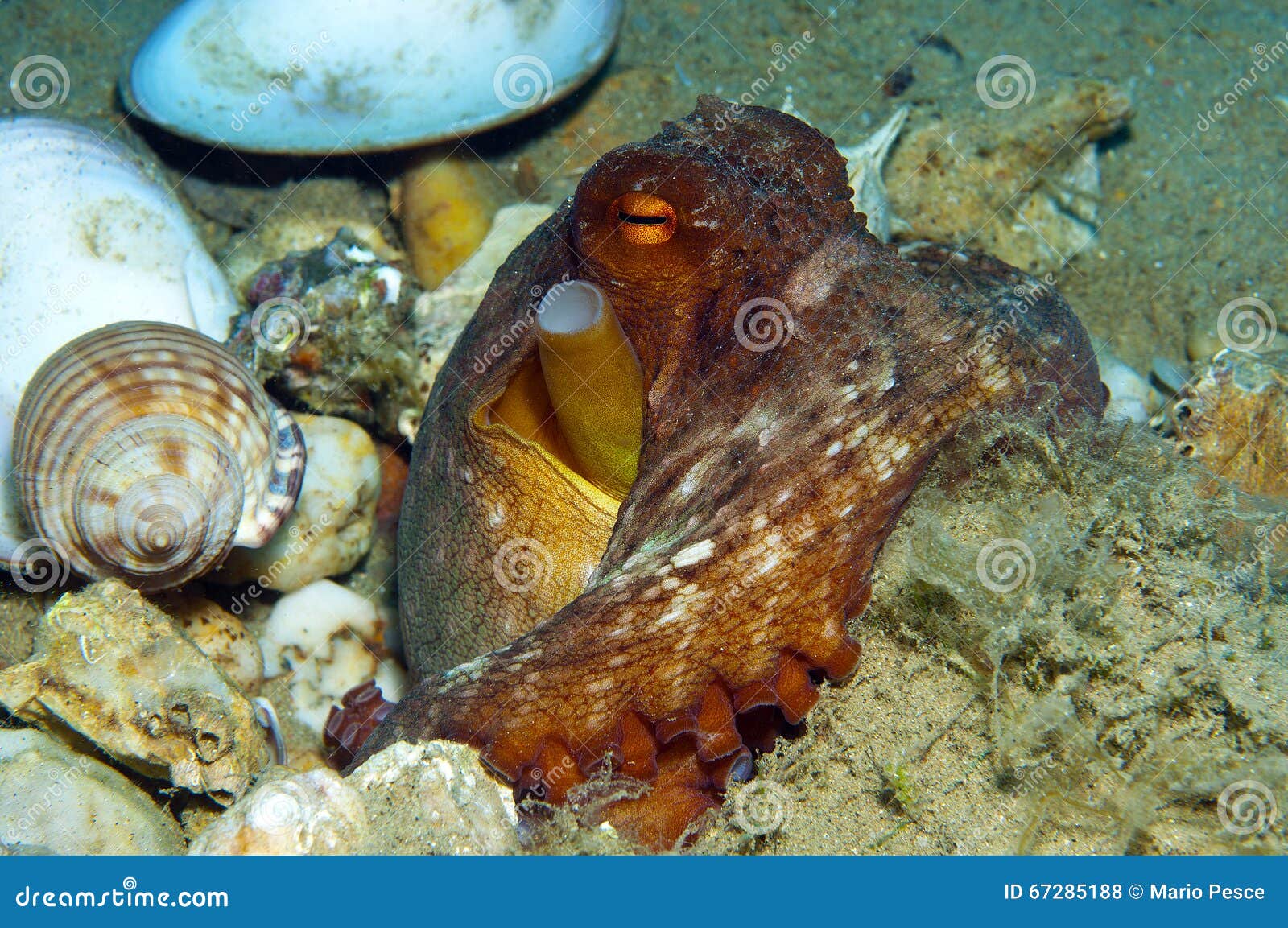 Krake ist camouflaged11 stockfoto. Bild von ozean, einzeln - 67285188