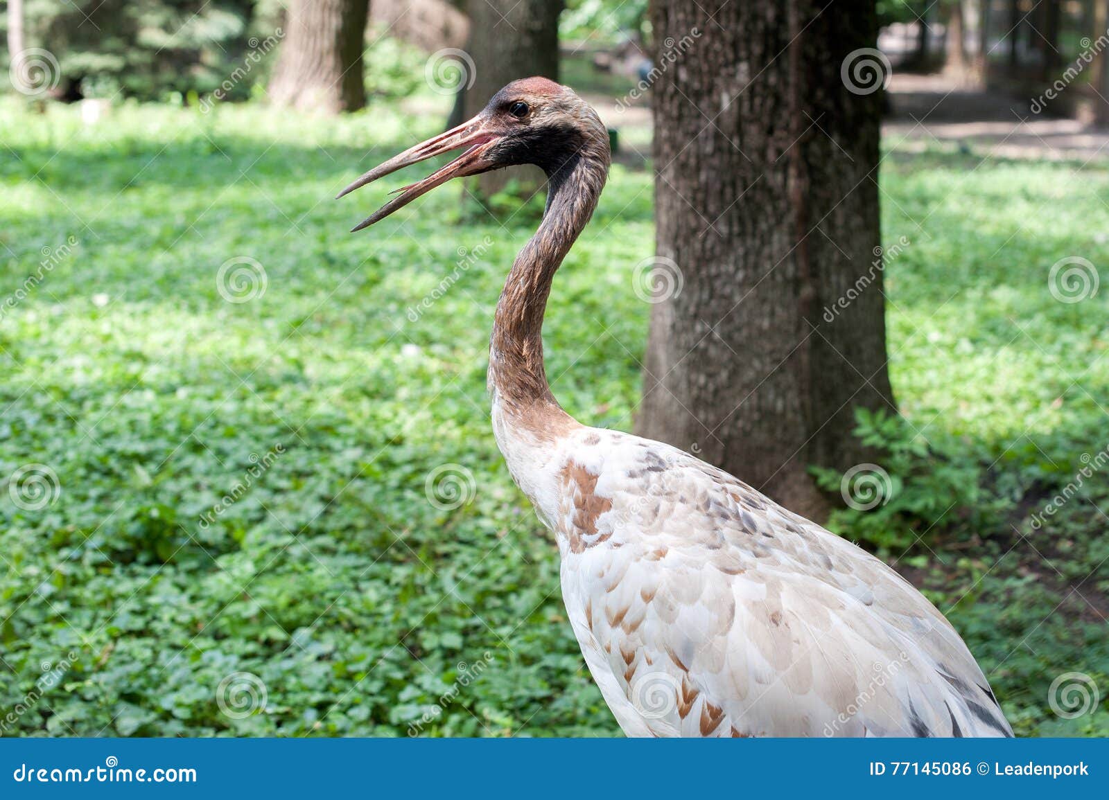 Kran Mit Dem Offenen Schnabel Stockfoto - Bild von sommer, hintergrund ...