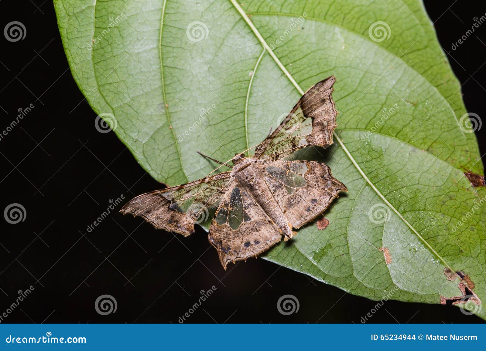 Krananda Semihyalina Moth on Green Leaf Stock Photo - Image of ...