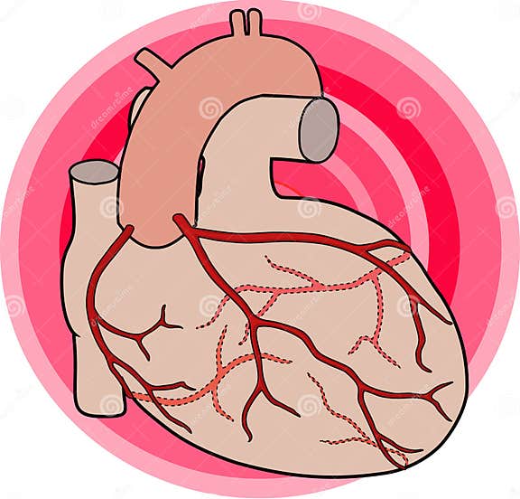 Kransslagaders vector illustratie. Illustration of myocard - 7367414