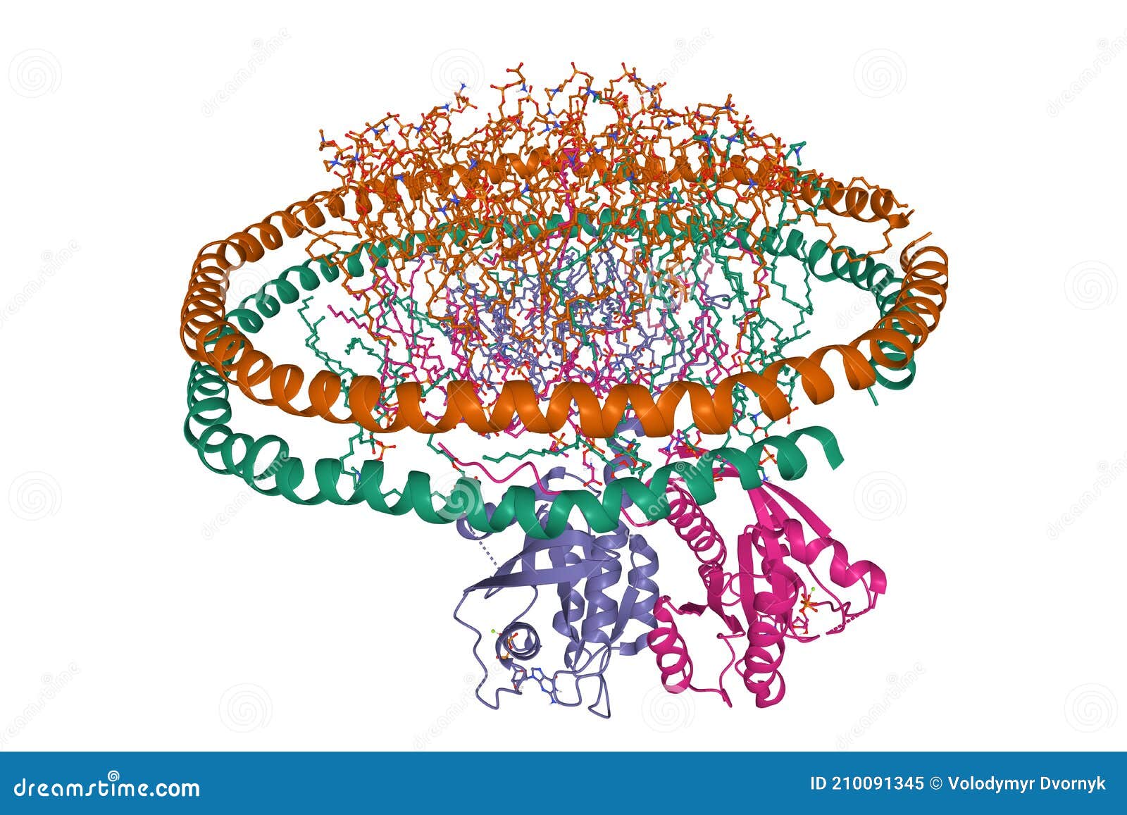 Structure of KRAS4B-GDP Homodimer on a Lipid Bilayer Nanodisc Stock ...