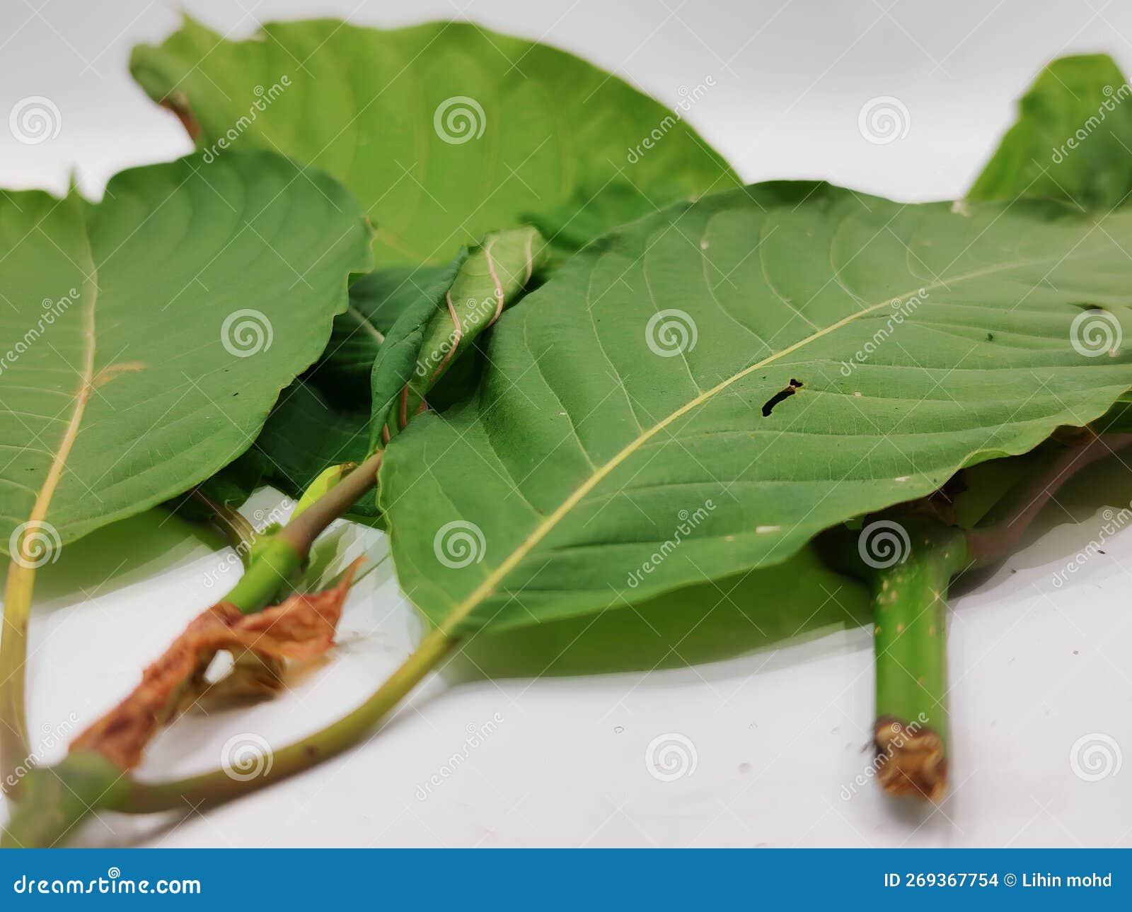 Ketum Leaf Plant Or Mitragyna Speciosa Stock Photography ...