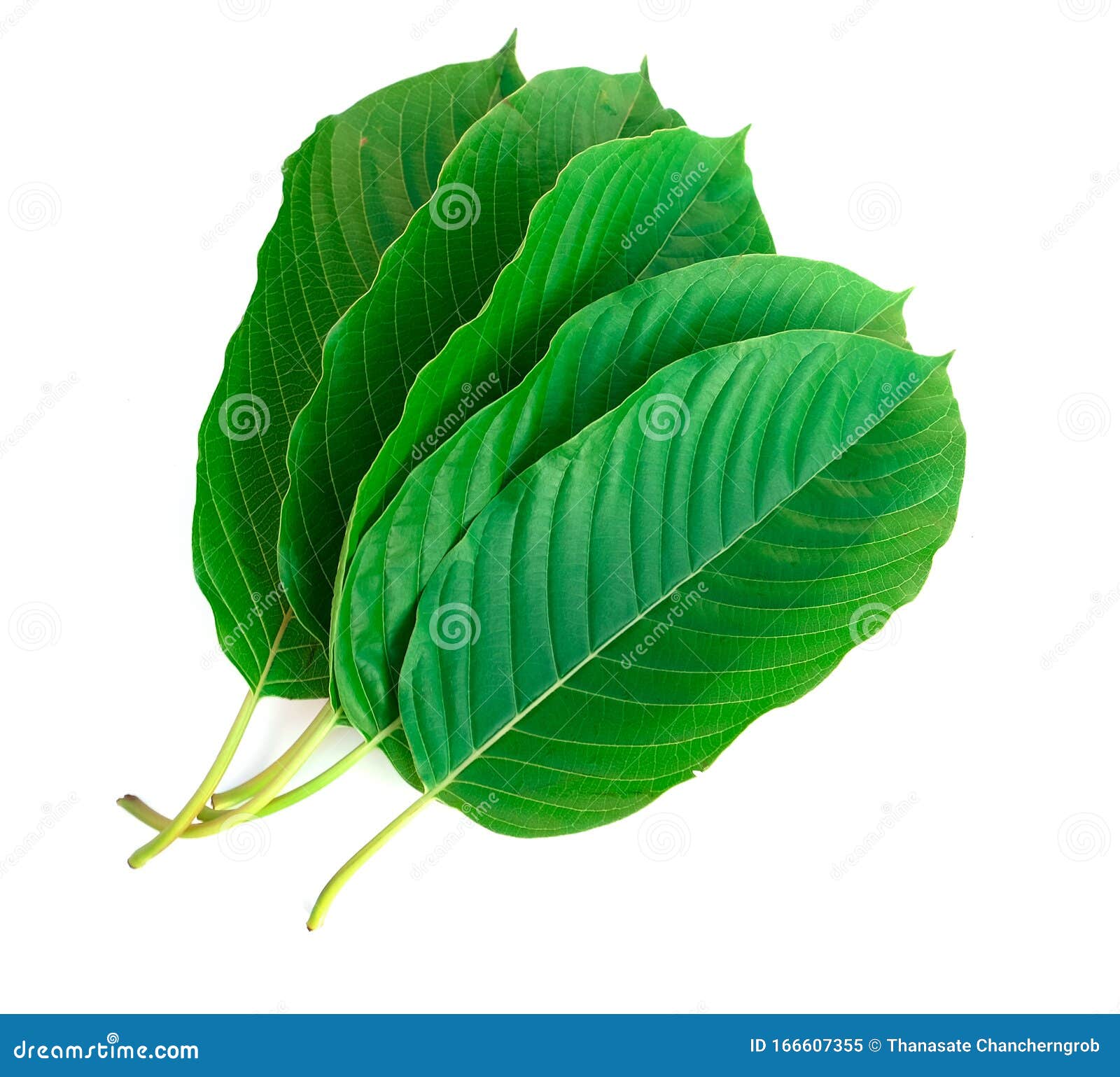 Kratom Leaf Isolated On White Background Royalty-Free Stock Photography ...