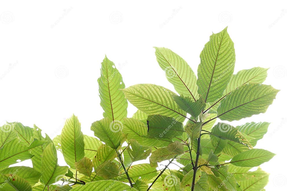 Kratom Leaves with Branches on White Isolated Background with Copy ...