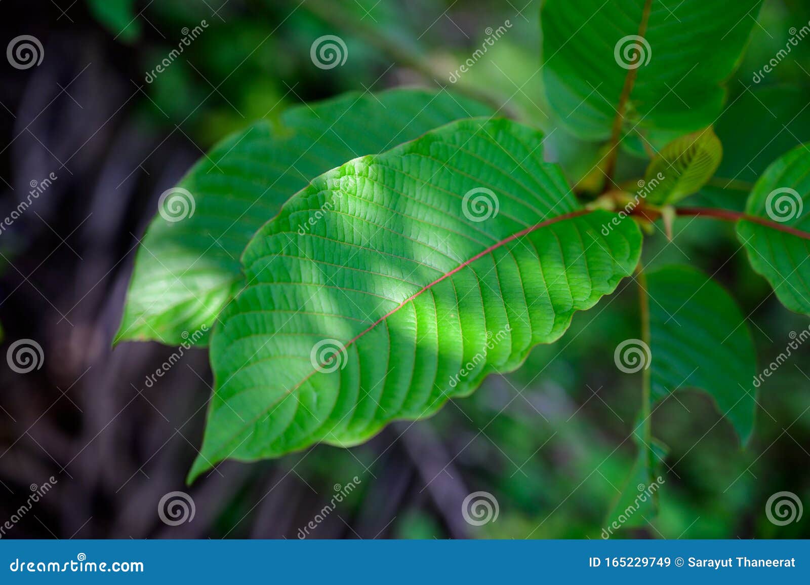 Kratom Or Mitragyna Speciosa Leaves On The Wood Background Royalty-Free ...