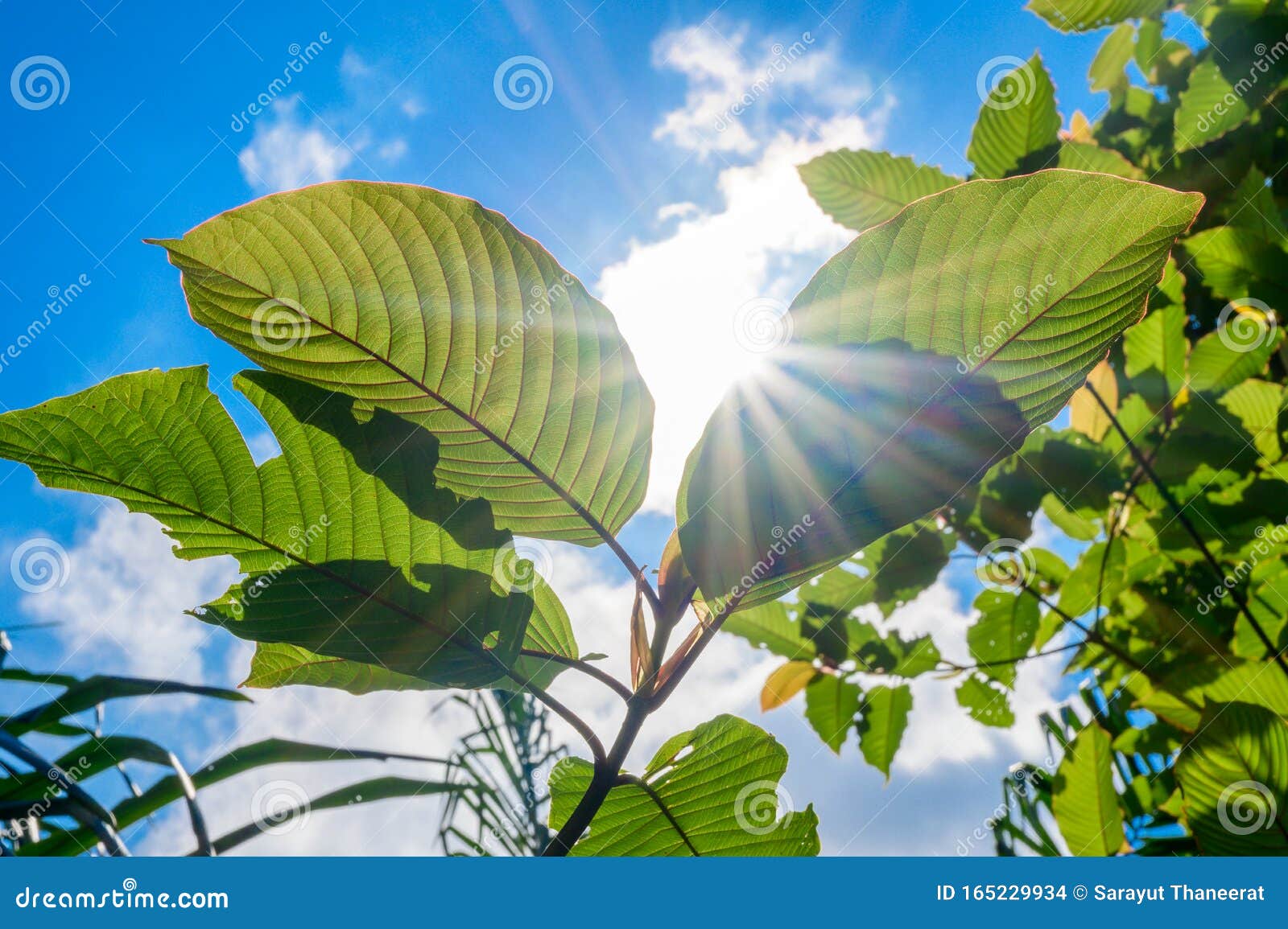 Kratom Or Mitragyna Speciosa Leaves On The Wood Background Royalty-Free ...
