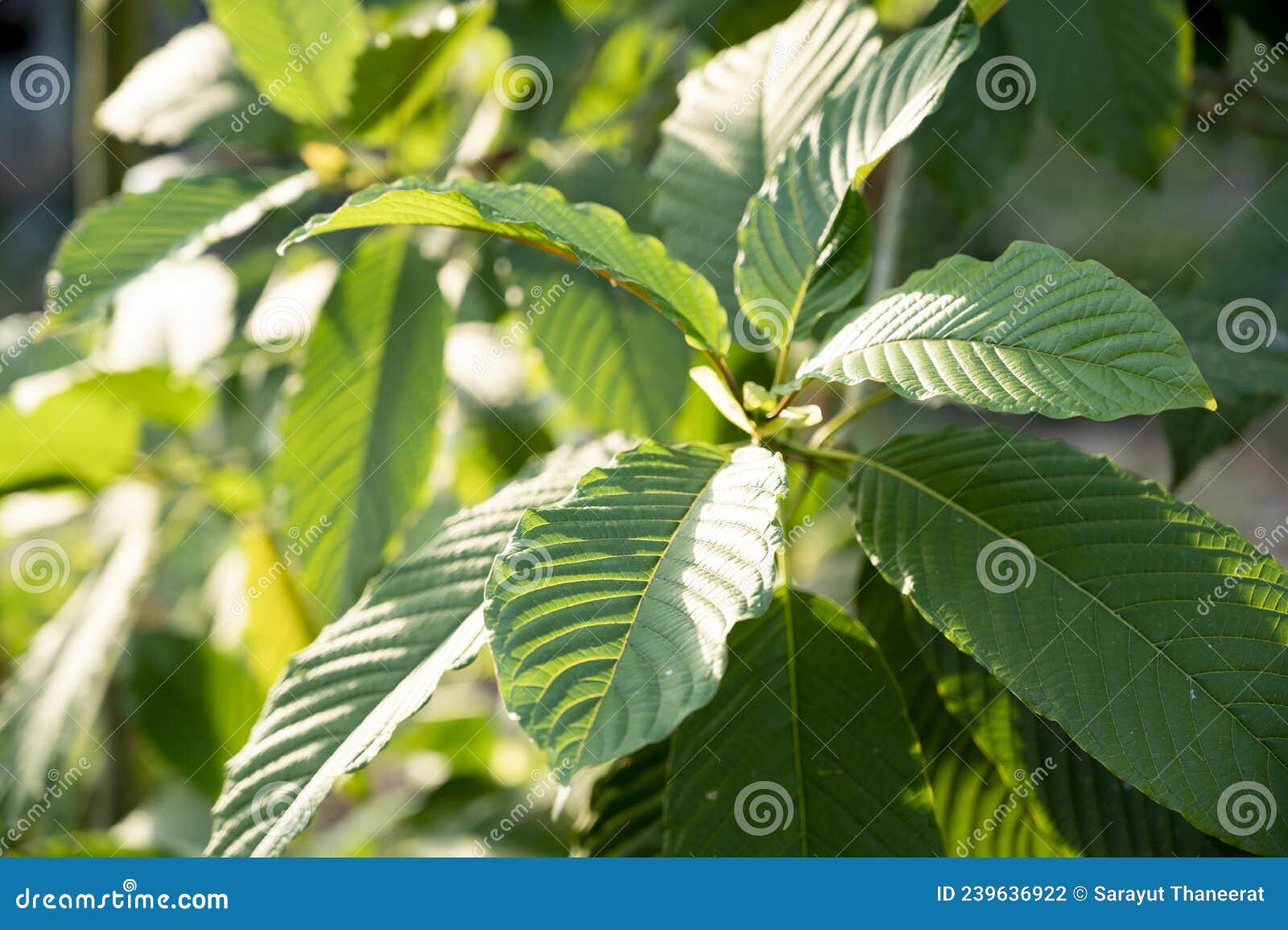 Kratom Mitragyna Speciosa Green is a Type of Drug Stock Photo - Image ...
