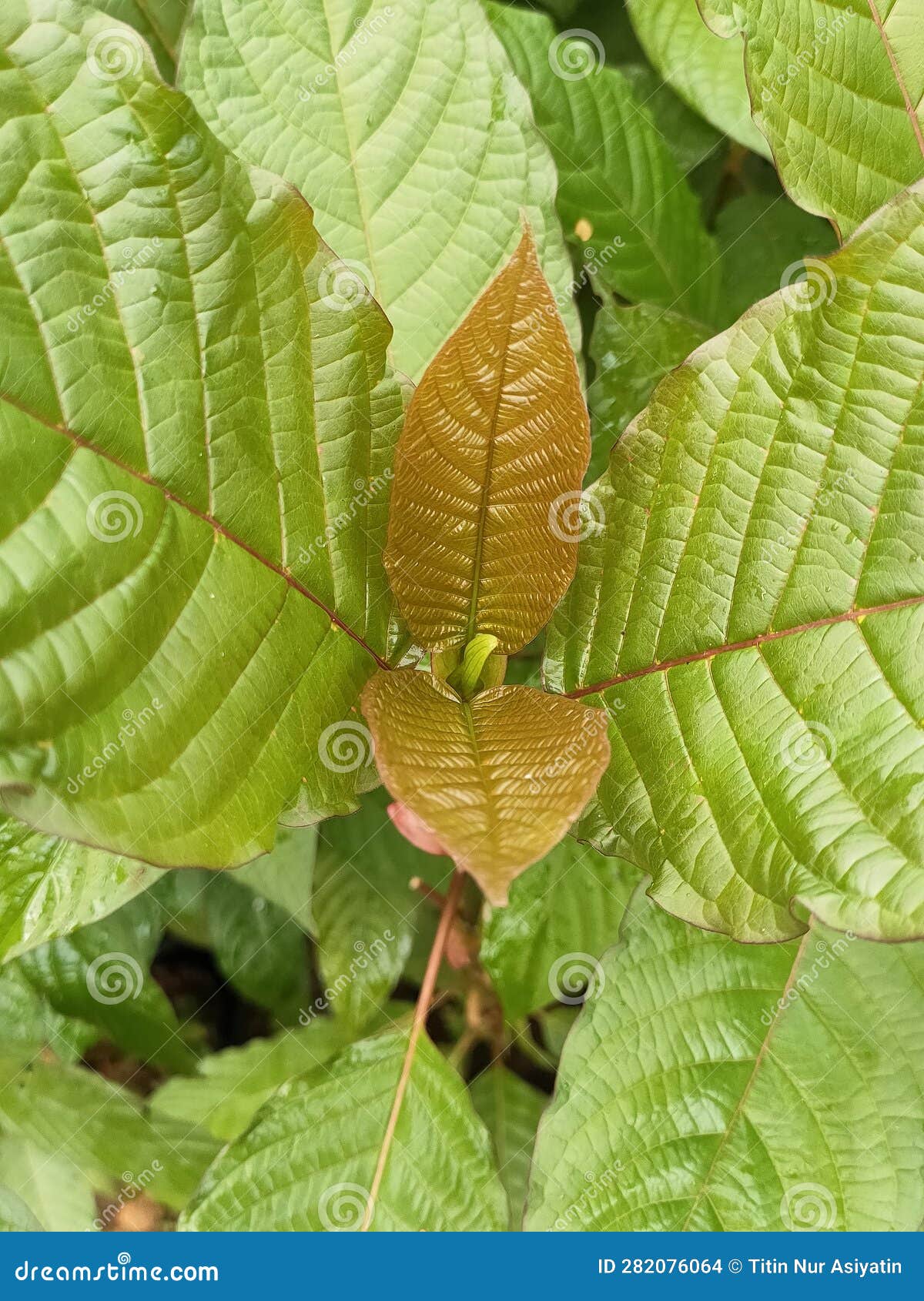 Kratom Purik Ketum Mitragyna Speciosa Stock Photo - Image of greenbali ...