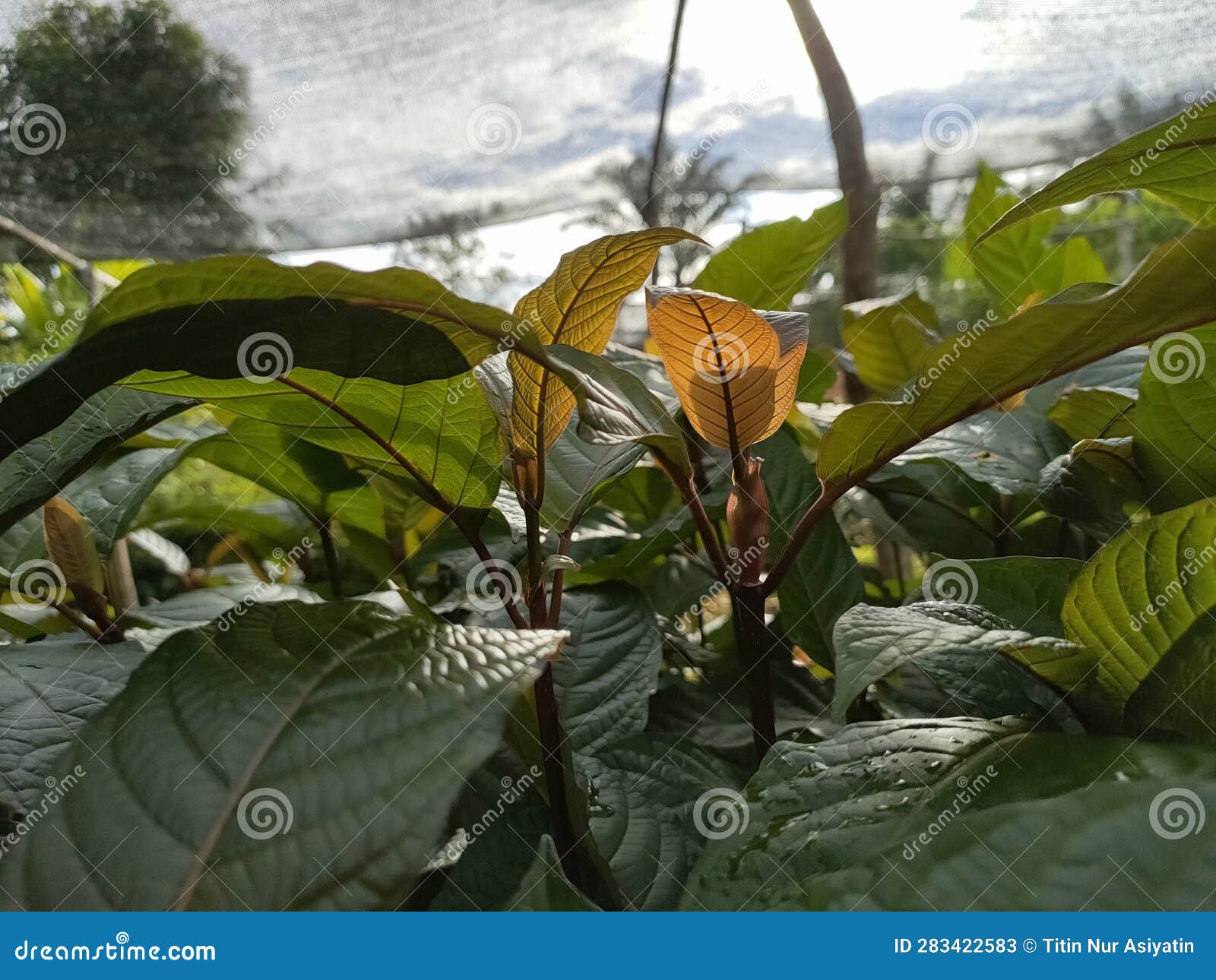 Kratom Tree Mitragyna Speciosa Plants Indo Herb Stock Image - Image of ...