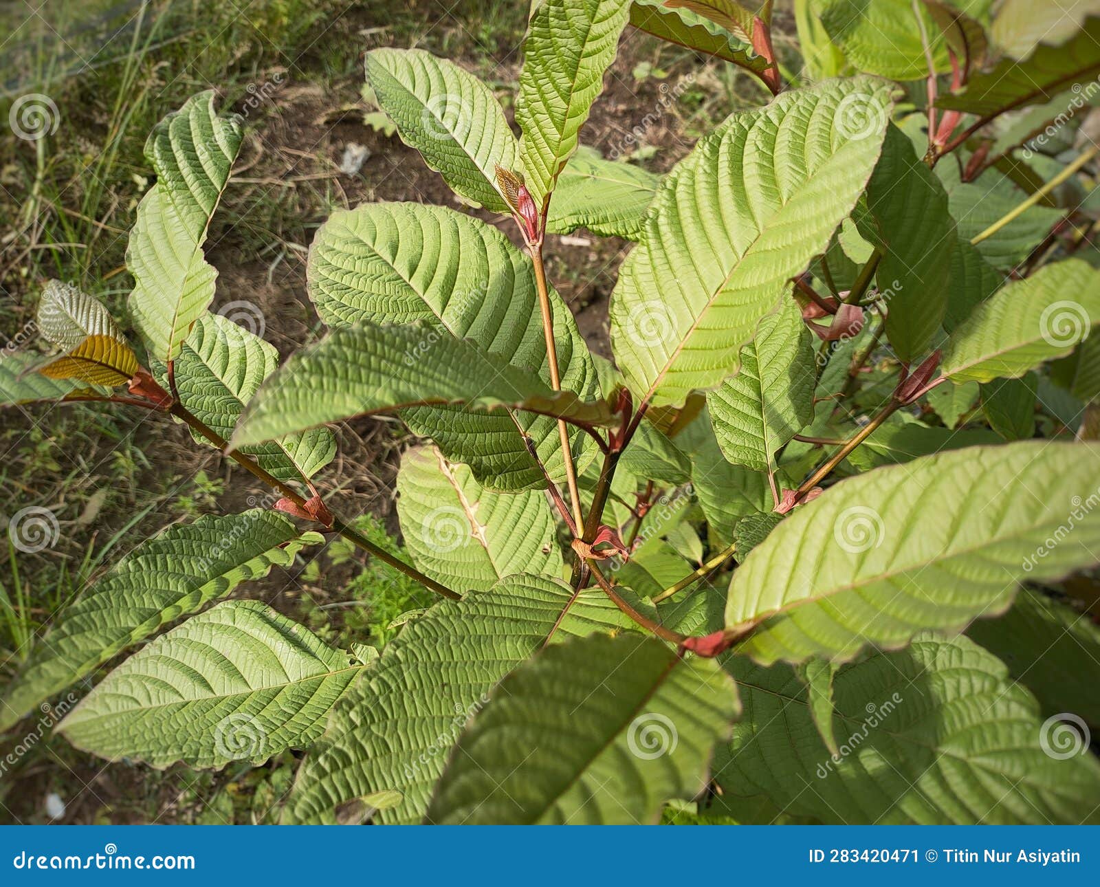 Kratom Tree Mitragyna Speciosa Plants in Sampit Stock Image - Image of ...