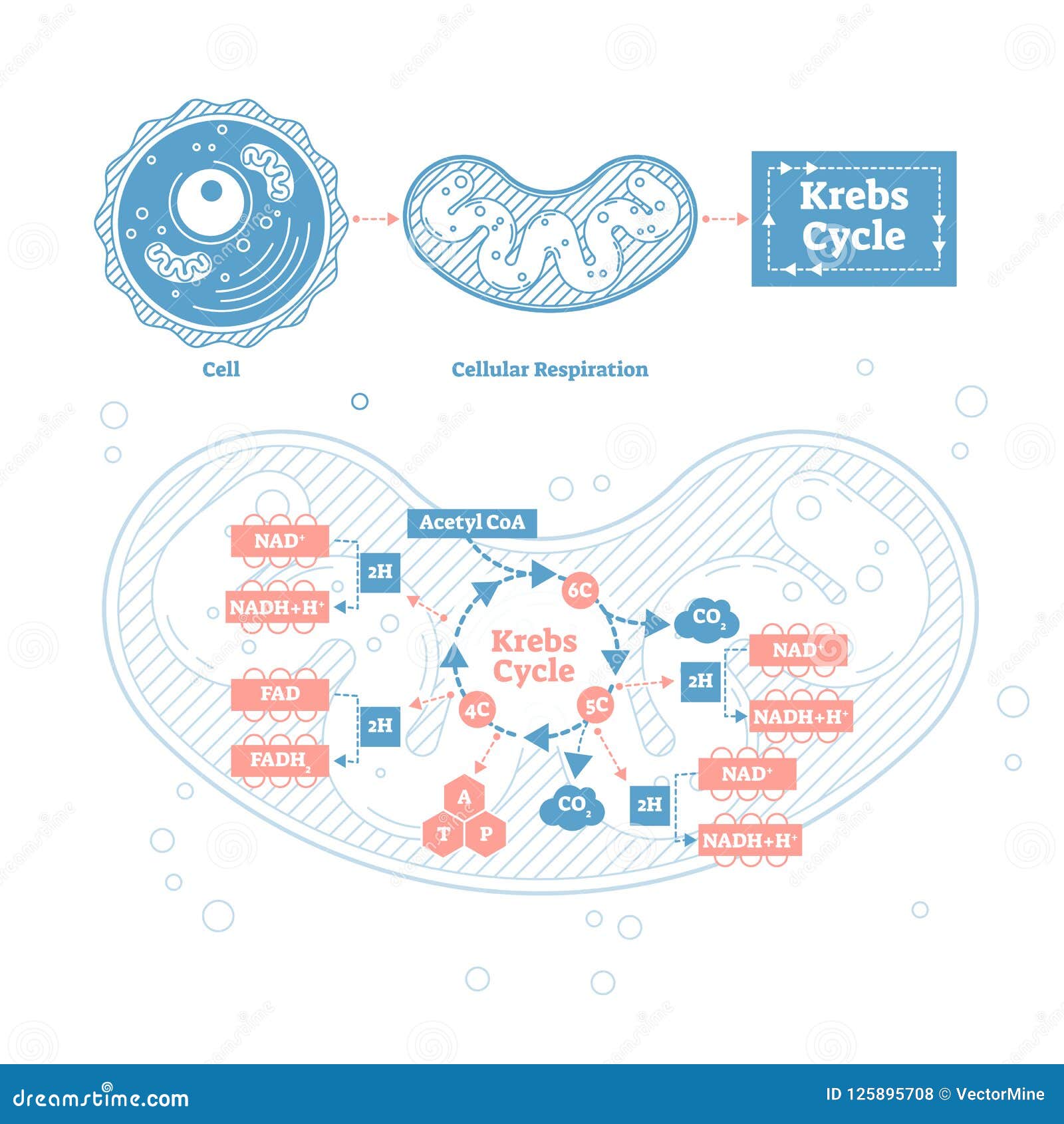 Cell Respiration Process Explanation With Biological Stages Outline ... Cell Respiration Process Explanation With Biological Stages Outline ...