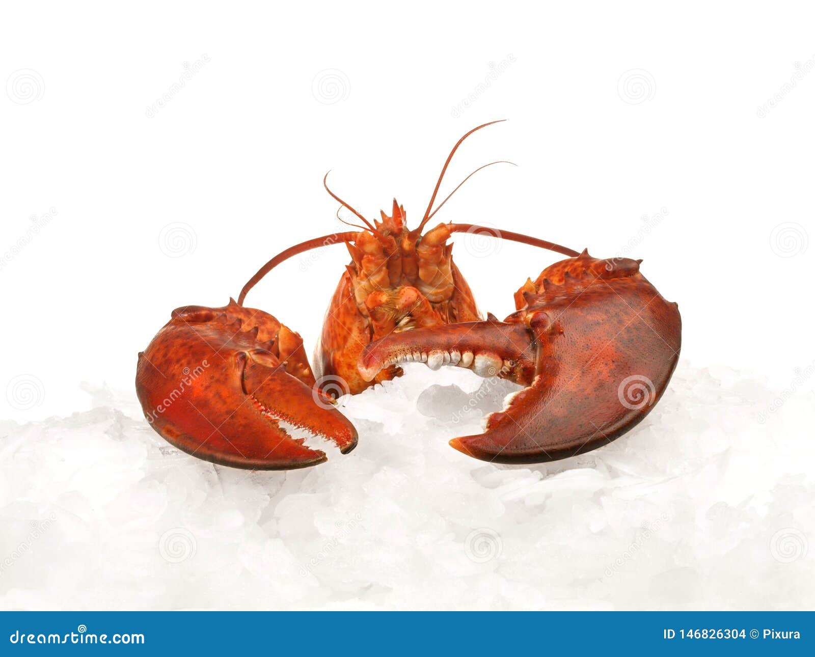 Krebs - Hummer auf Eis stockfoto. Bild von gekocht, hintergrund - 146826304