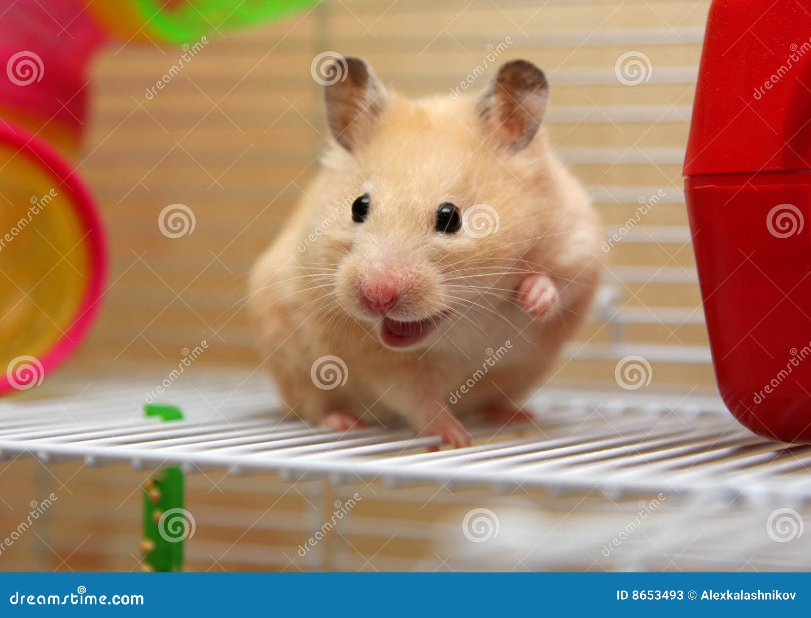 Kremowy chomik obraz stock. Obraz złożonej z skradanie - 8653493