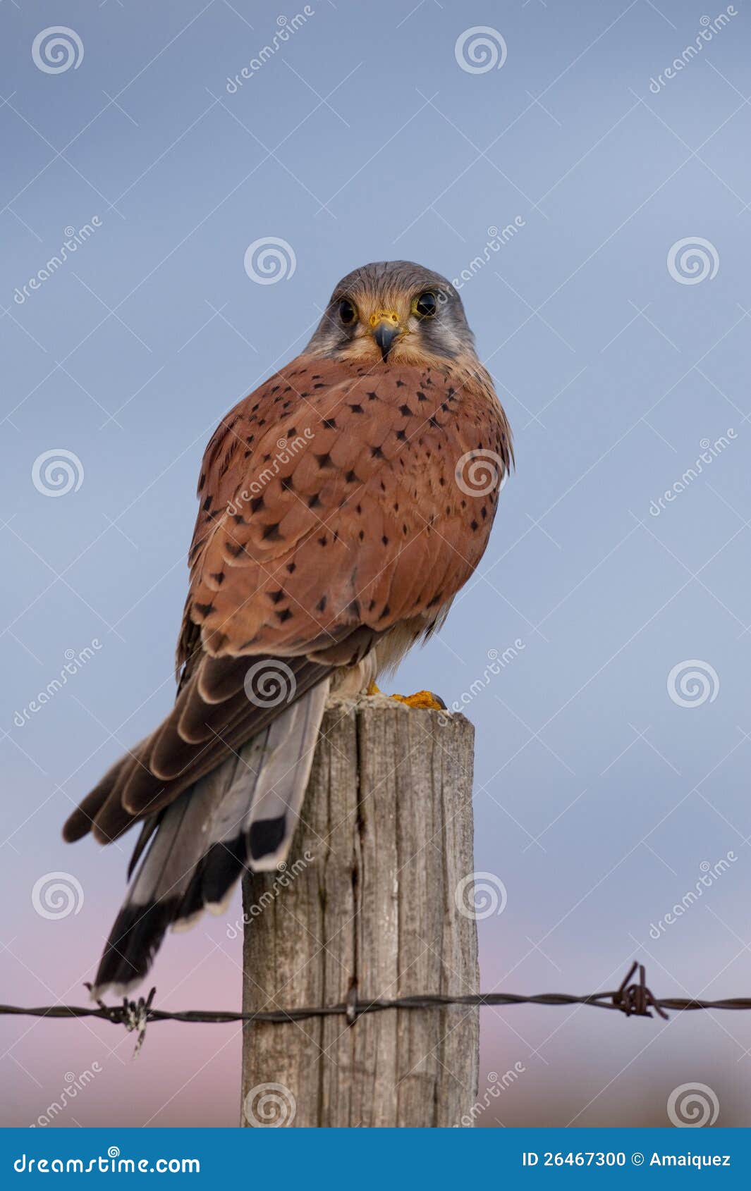 Krestel foto de stock. Imagem de nave, vista, animal - 26467300