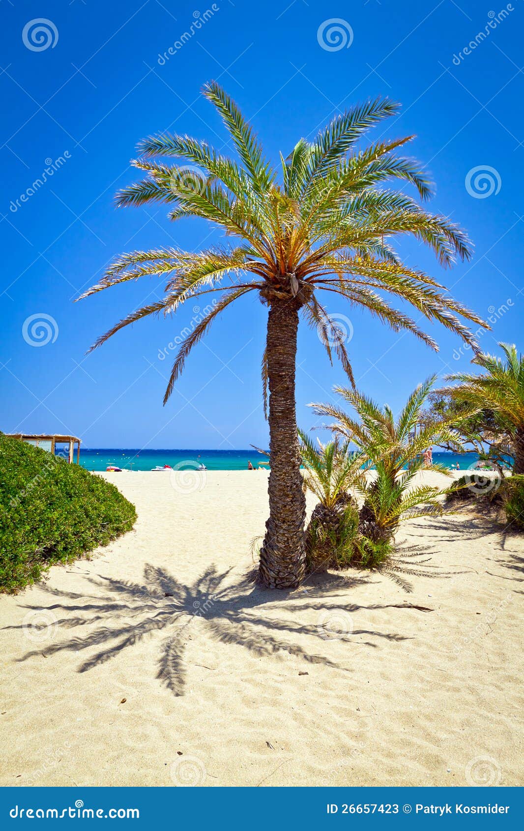 Kretische DatumPalme Auf Idyllischem Vai Strand Stockbild - Bild von ...