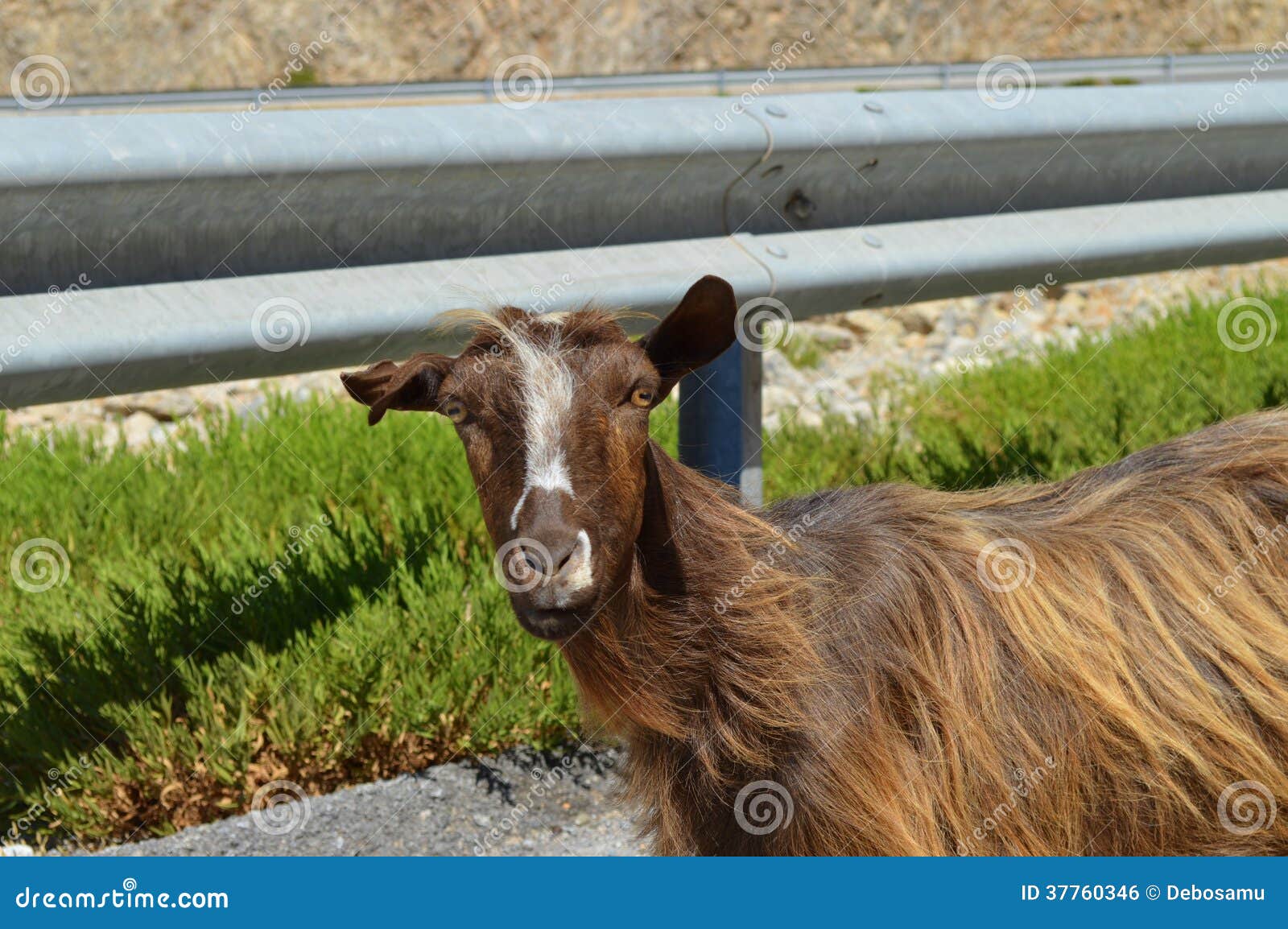 Kri Kri Goat in Crete Greece Stock Photo - Image of funny, greece: 37760346