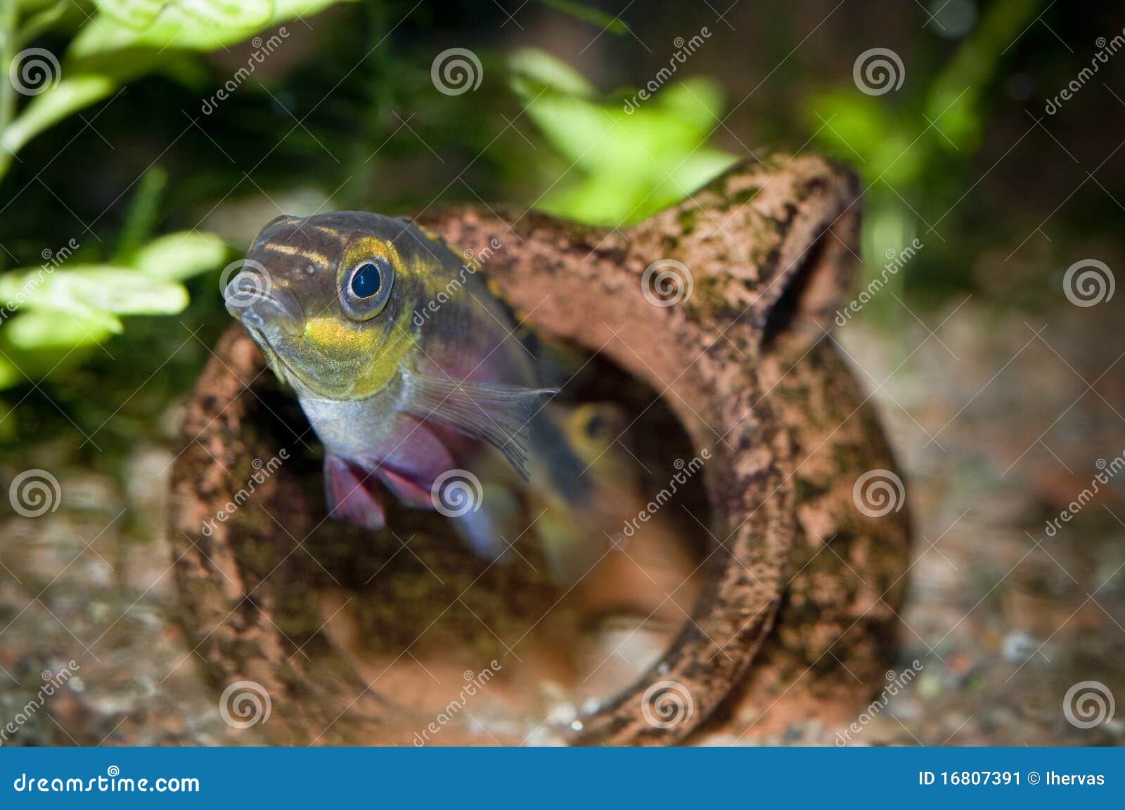 Female Pelvicachromis Pulcher Kribensis Cichlid Aquarium Fish Stock ...