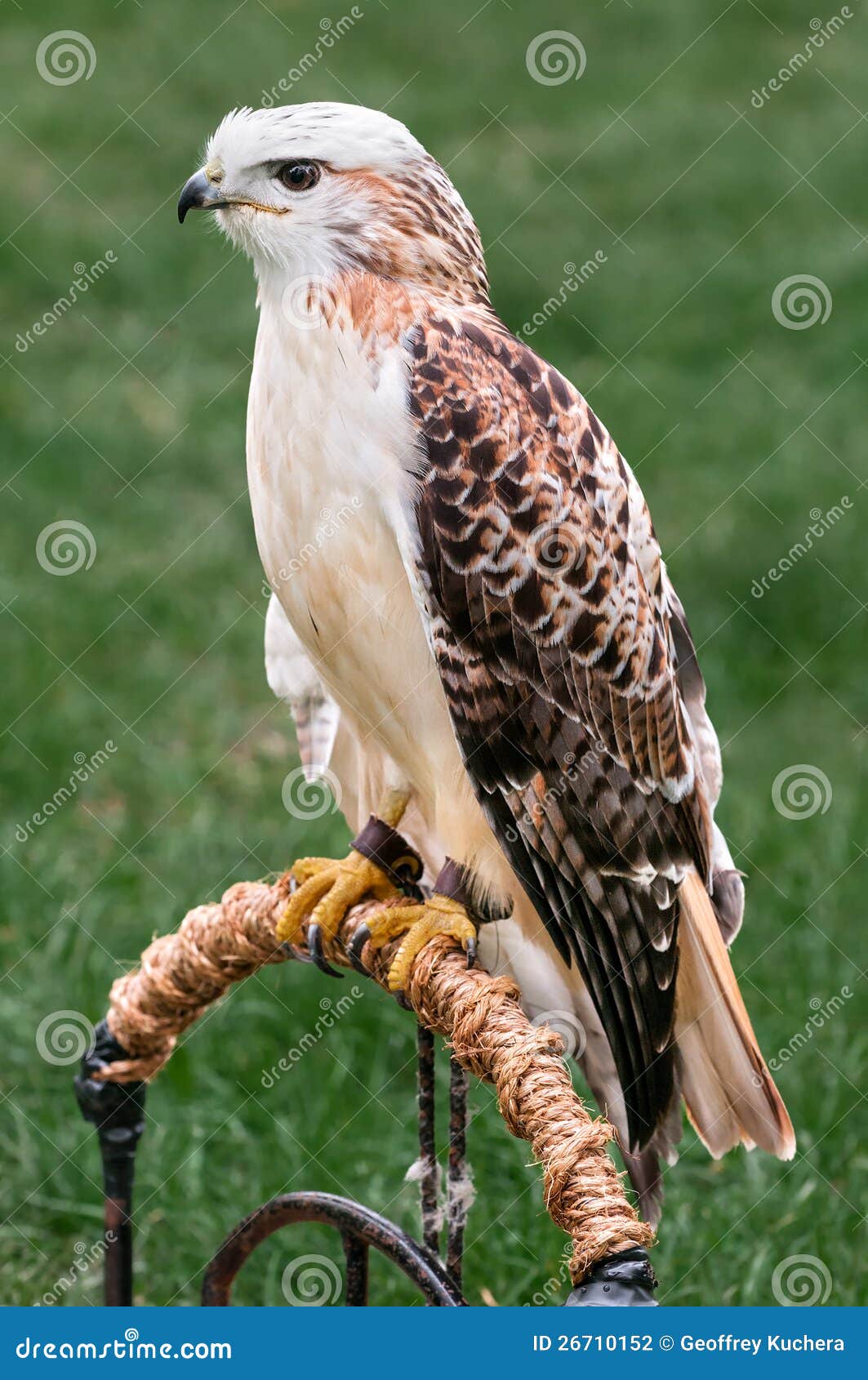 Krider S Red-Tailed Hawk on Perch Stock Photo - Image of wildlife ...