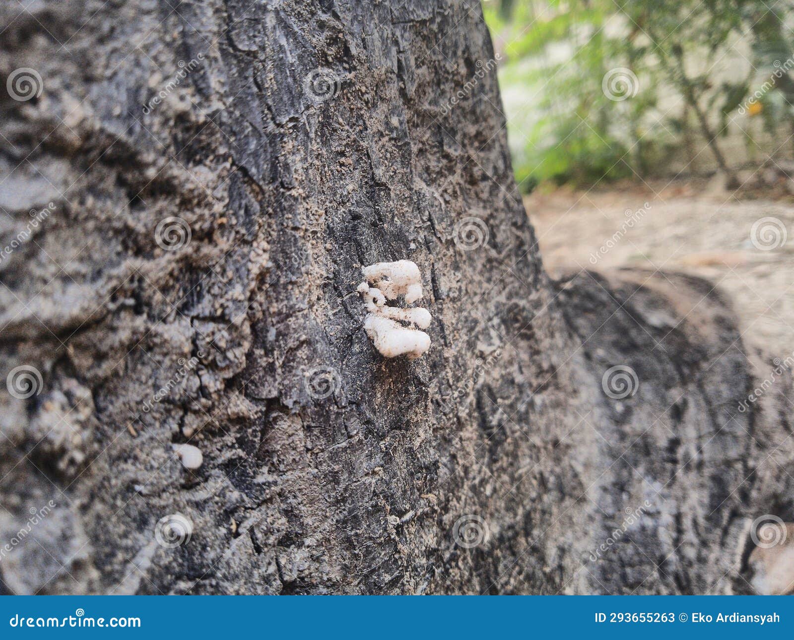 Krikit & X28;Java& X29; Mushrooms that Grow at the Base of Burning ...