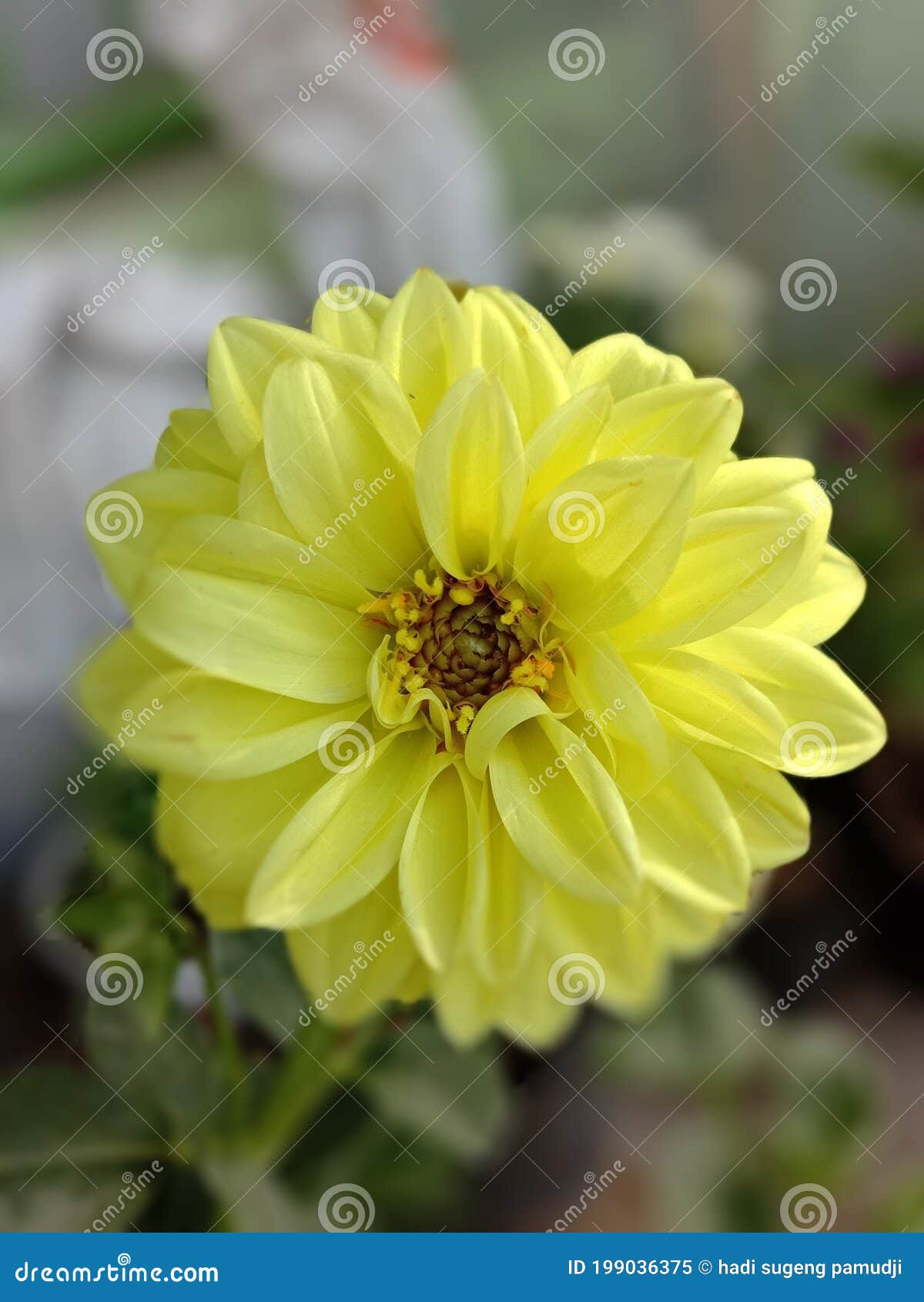 Krisan flower stock image. Image of flower, tropical - 199036375