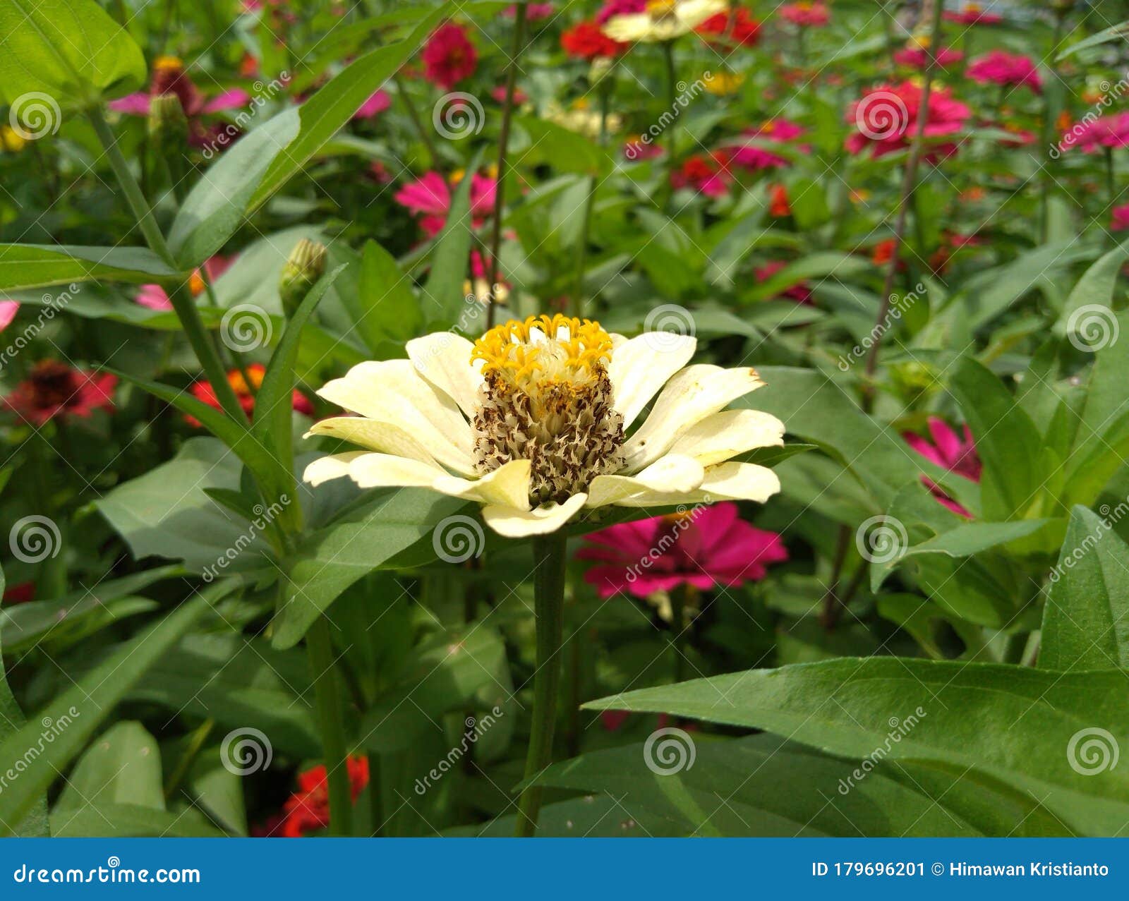 Krisan flower stock image. Image of flower, floral, green - 179696201