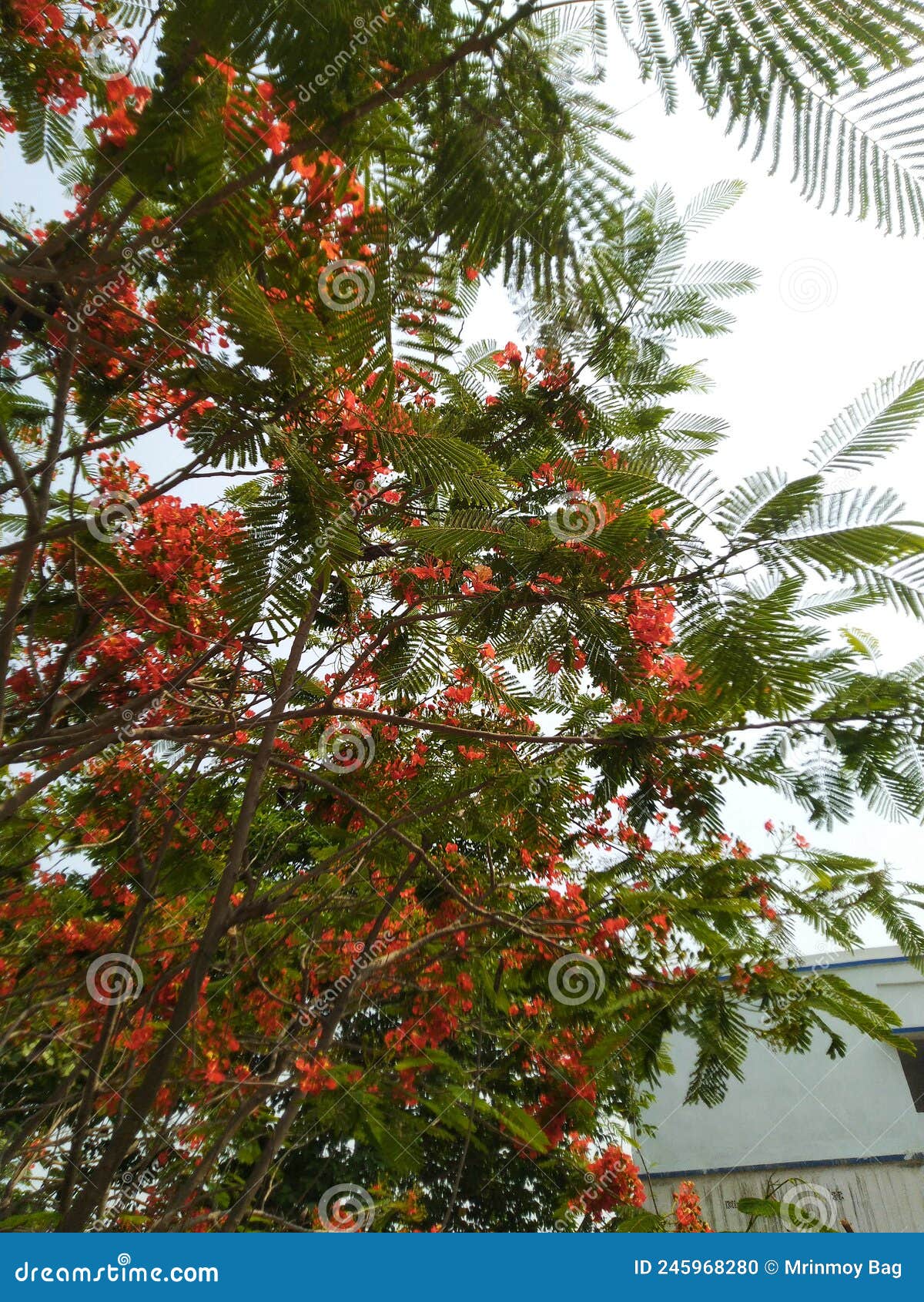 Krishna Chura Flower Tree In Indian Village Royalty-Free Stock ...