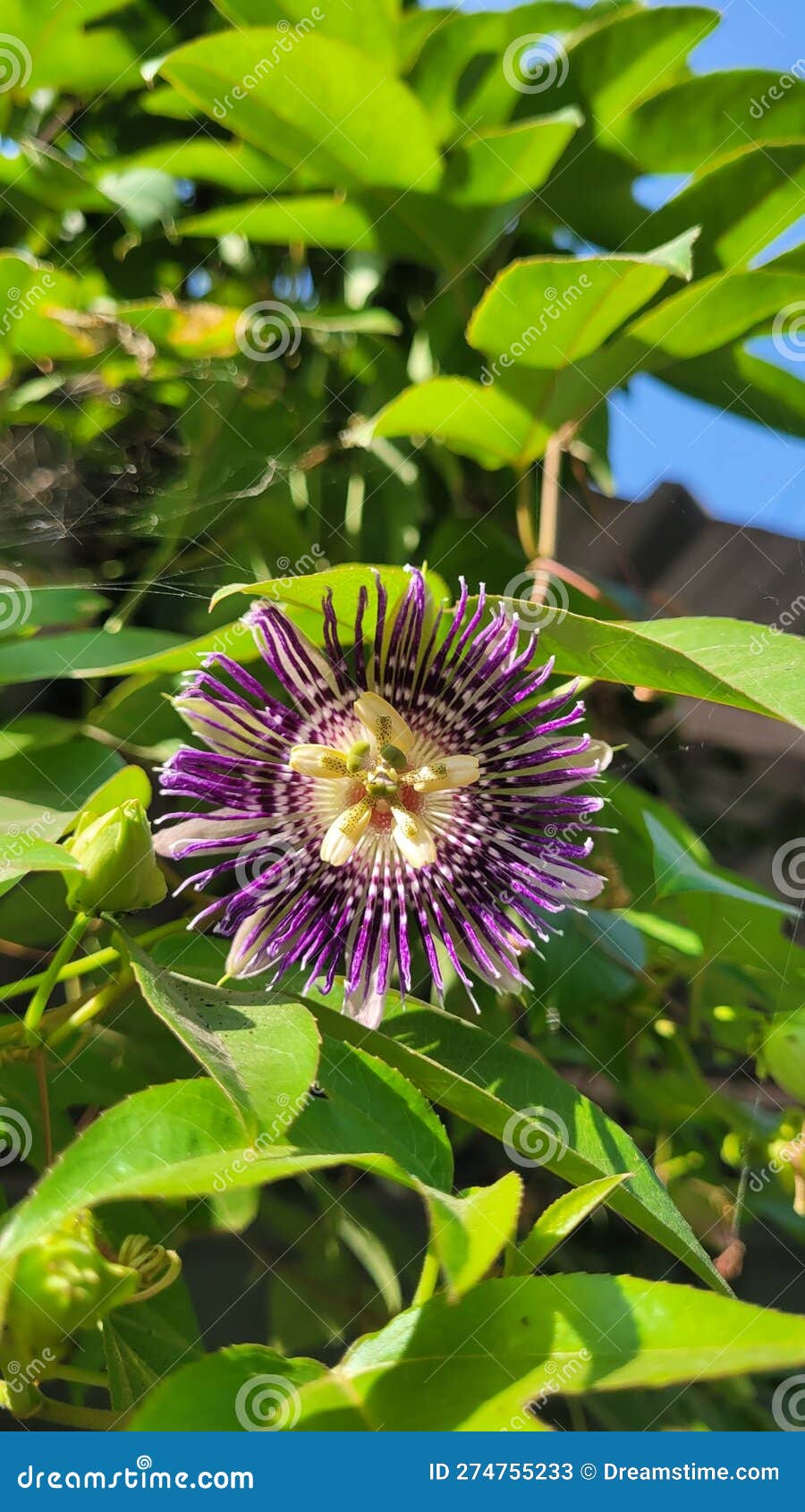 Krishna Kamal Indian Flower Stock Image - Image of krishna, rare: 274755233