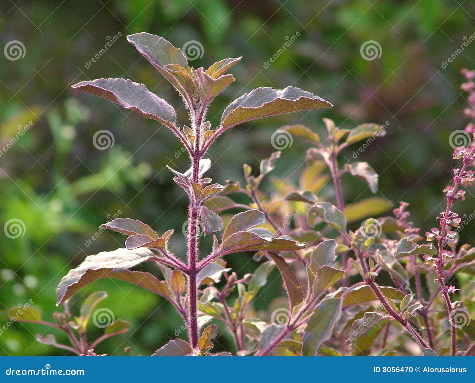 Krishna Tulsi stock photo. Image of hindu, decor, ayurveda - 8056470