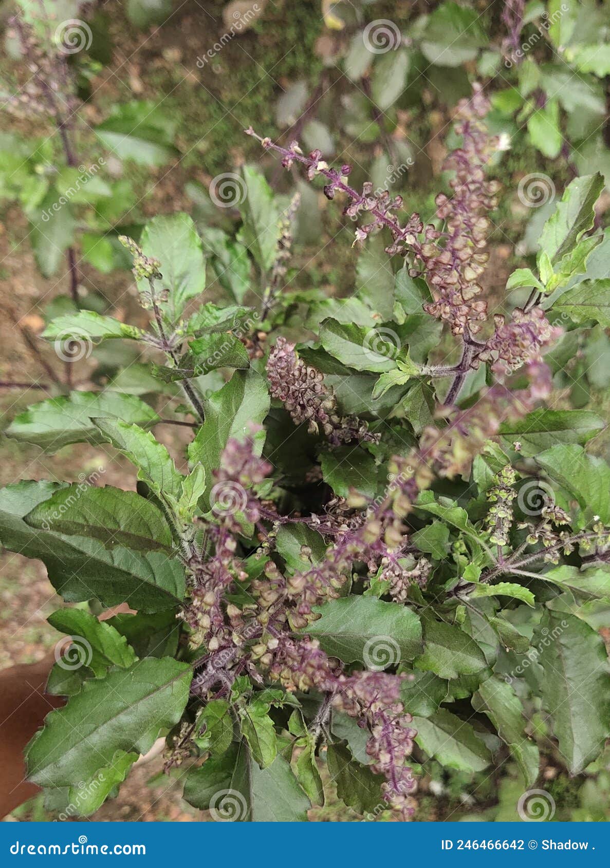 Krishna Tulsi Leaf Plant Image Stock Photo - Image of tulsi, plant ...