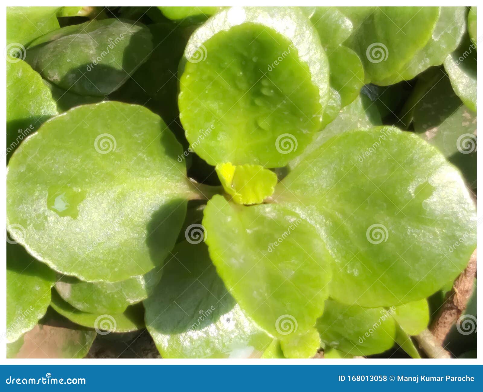 Krishula Plants Leafs with Green Background Jpg Stock Photo - Image of plants, background: 168013058