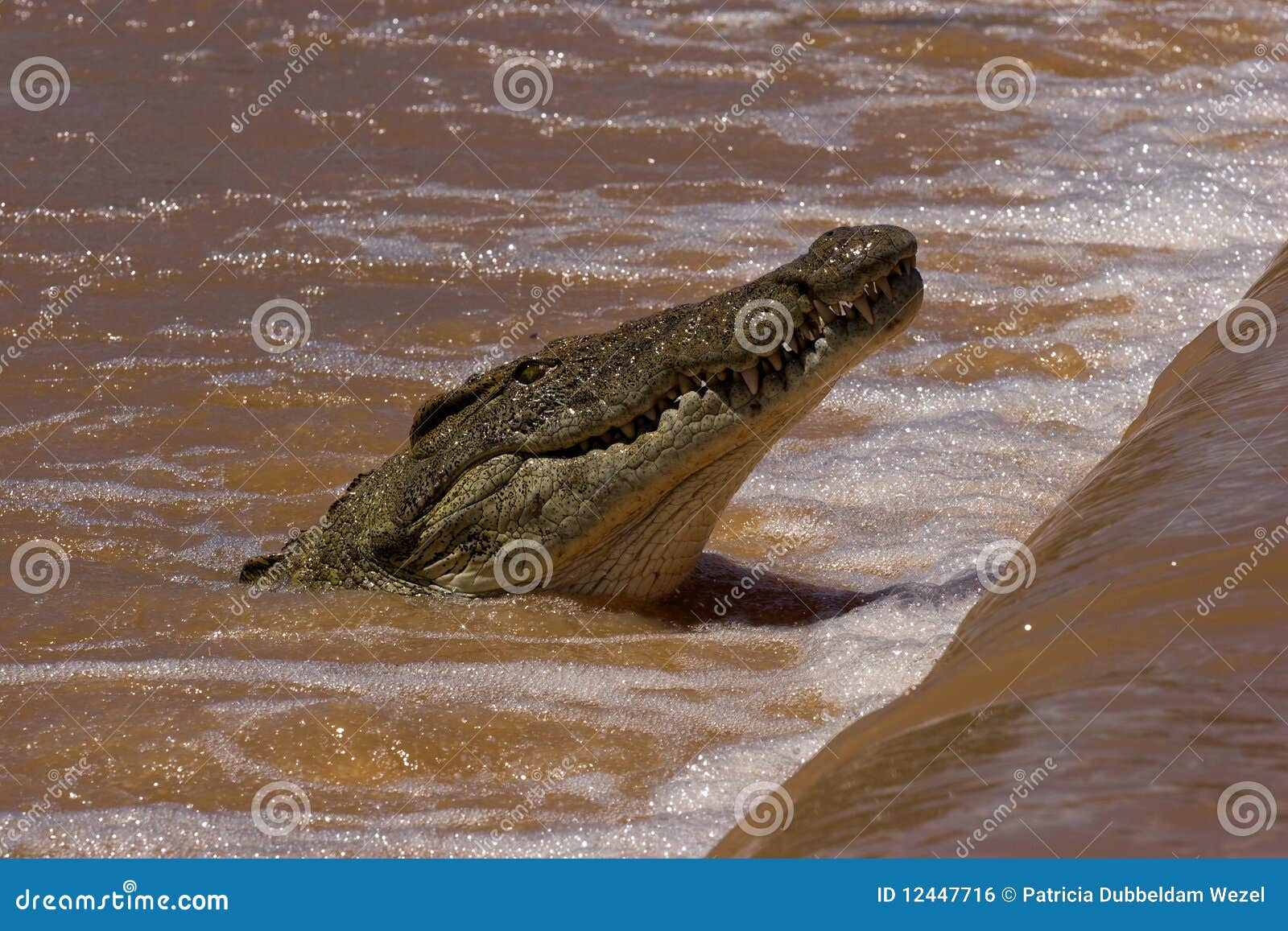 Krokodil stock foto. Image of hoofd, vrees, rivier, kaken - 12447716