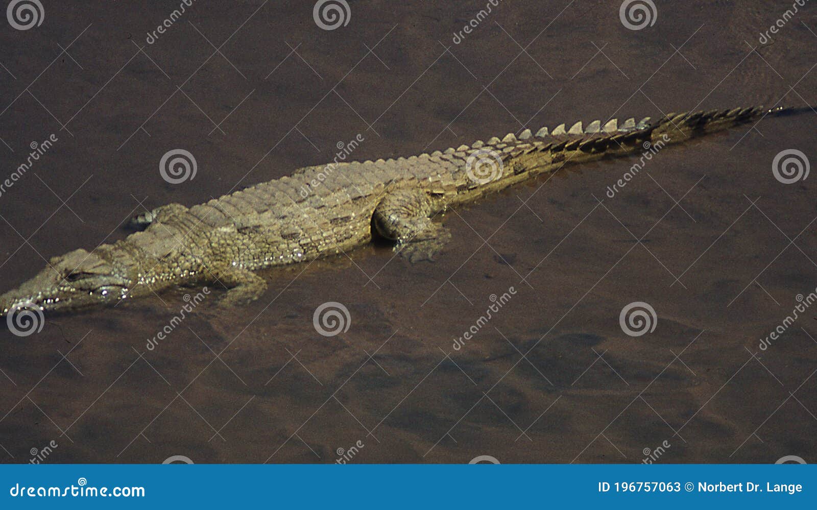 Krokodil in De Loop Van De Rivier Stock Afbeelding - Image of ...