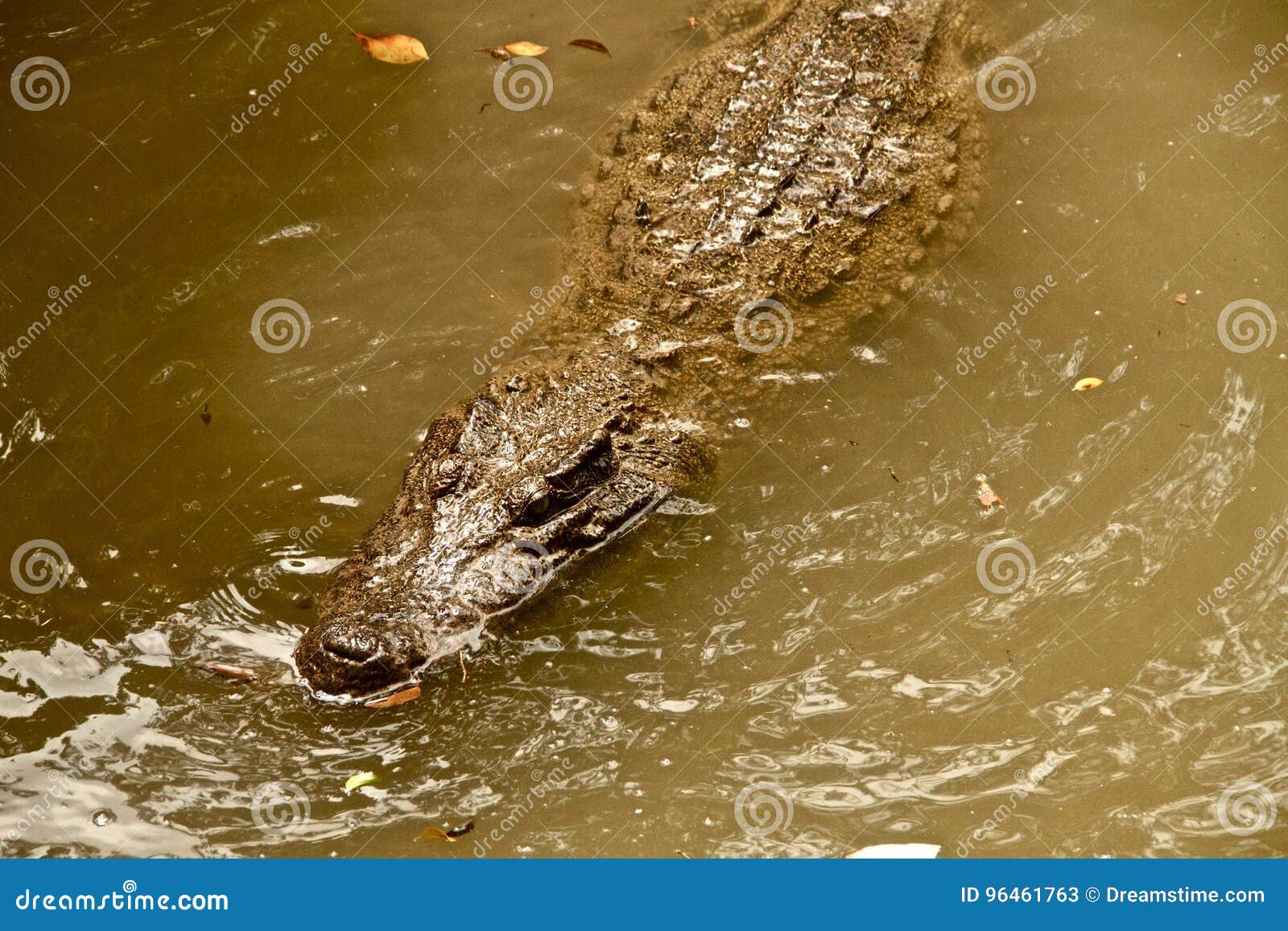 Krokodil in Der Mekong-Delta, Vietnam Stockbild - Bild von träumen ...