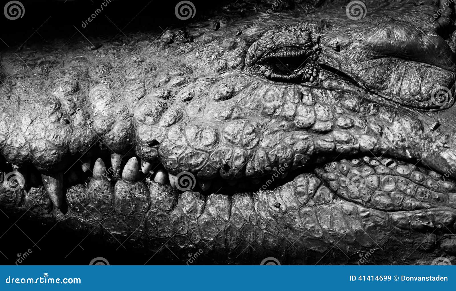 Krokodil Dichte Omhooggaand Stock Afbeelding - Image of reptiel ...
