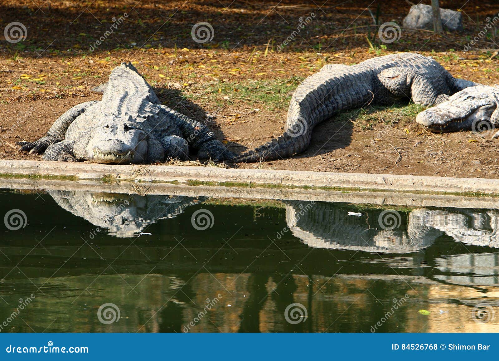 Krokodil Die in De Zon Zonnebaadt Stock Foto - Image of dierentuin, omheining: 84526768