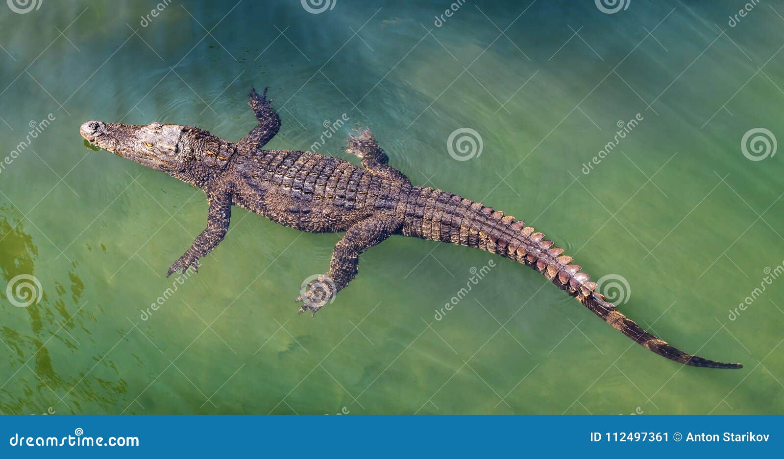 Krokodil Die in Water Drijven Stock Afbeelding - Image of reptiel ...