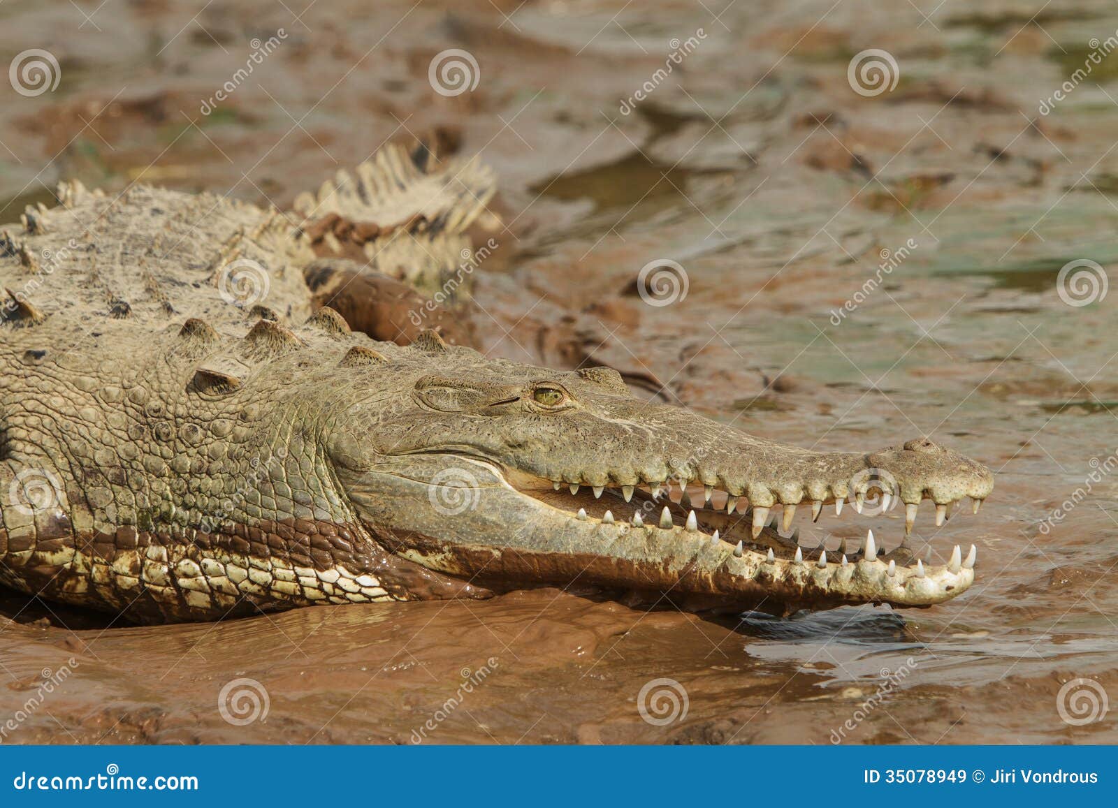 Krokodil Met Open Mond Bij De Rand Van Rivier Stock Afbeelding - Image ...