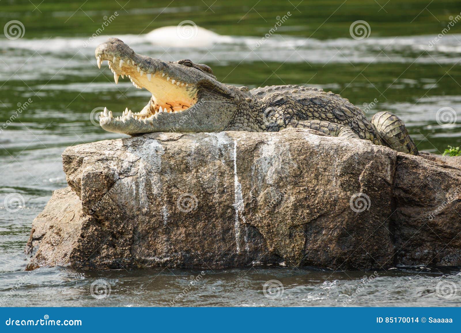 Krokodil Met Open Mond in De Rivier Van Nijl Stock Foto - Image of ...