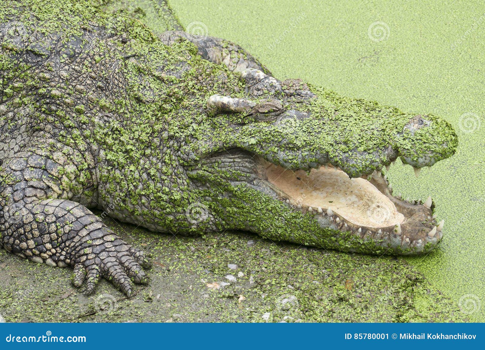 Krokodil Met Open Mond in Groen Slijm Stock Afbeelding - Image of leer ...