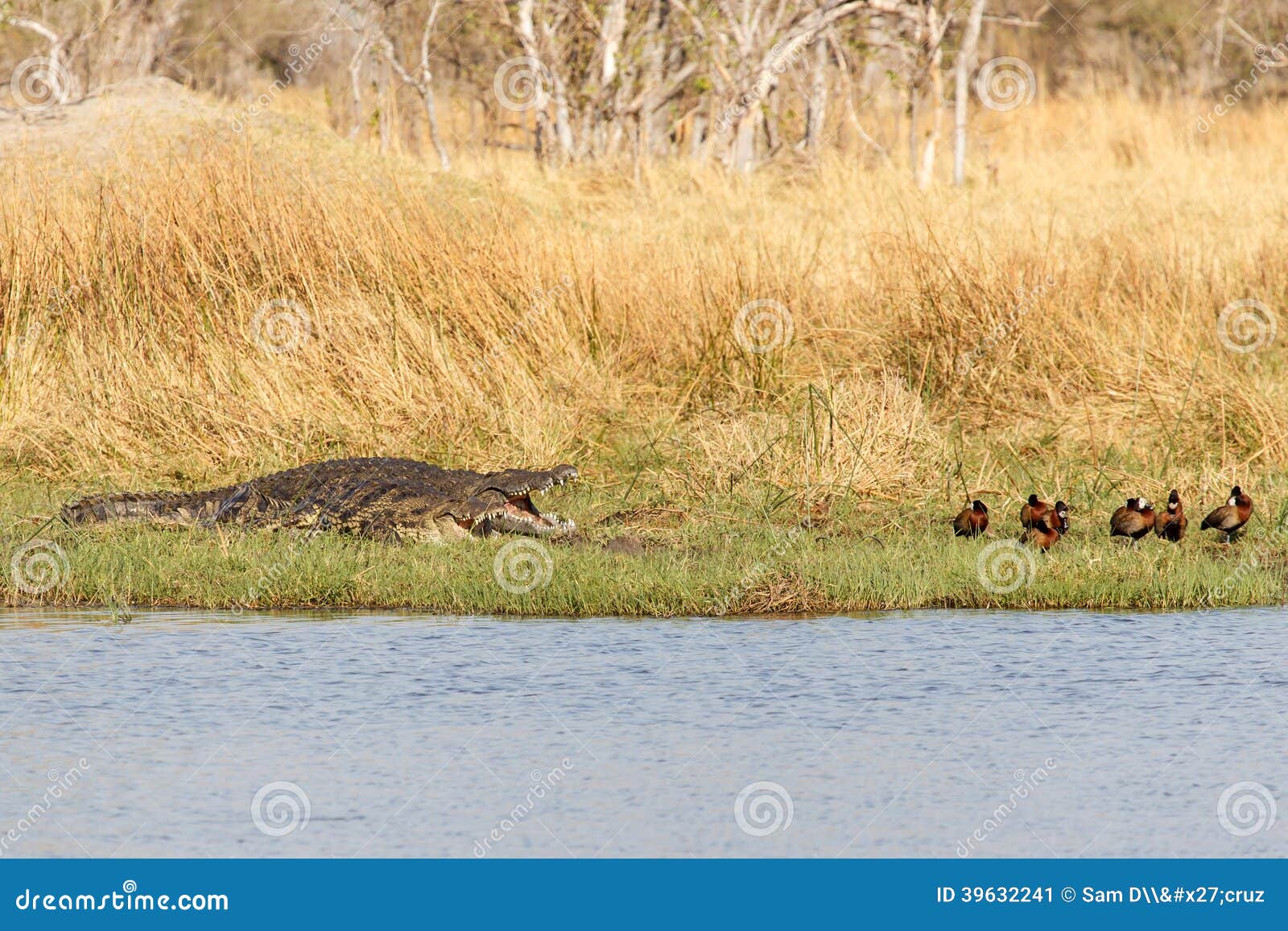 Krokodil - Okavango-Delta, Afrika Stockbild - Bild von querneigung ...
