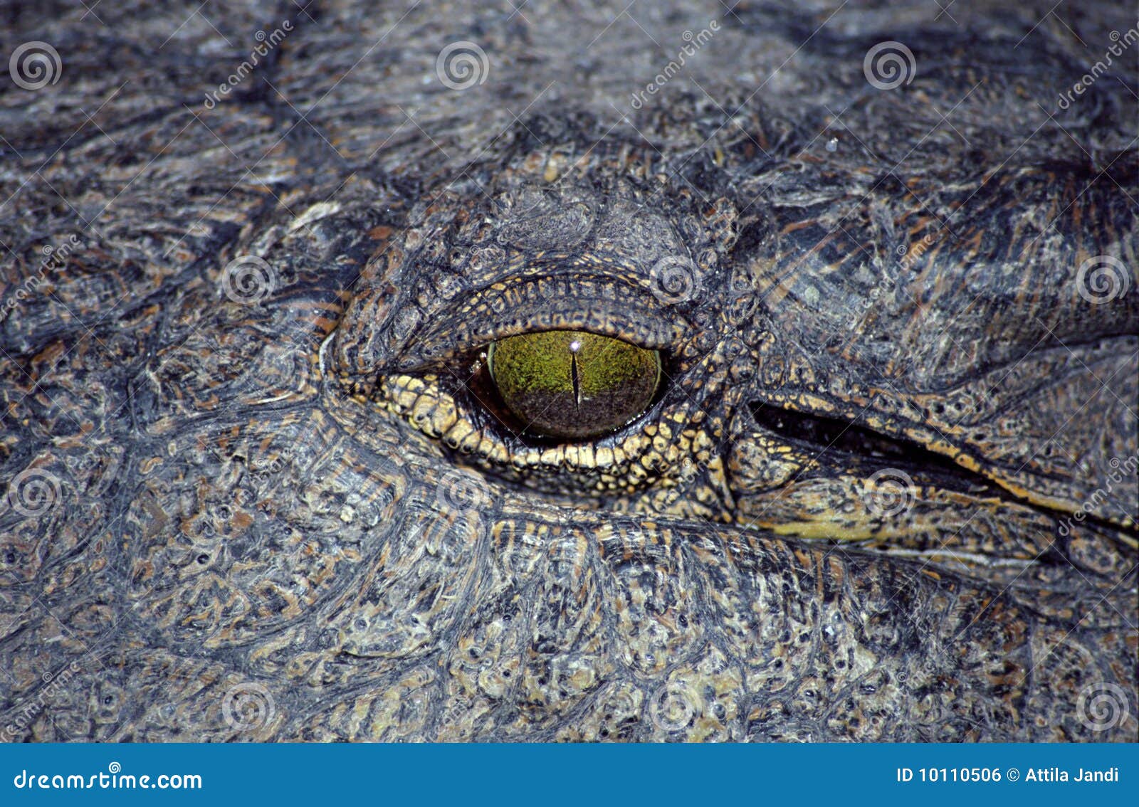 Krokodil, Okavango Delta, Botswana Stock Foto - Image of gevaarlijk ...