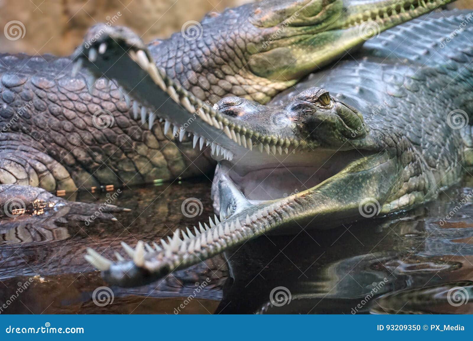 Krokodile stockfoto. Bild von kopf, afrika, öffnung, reptil - 93209350