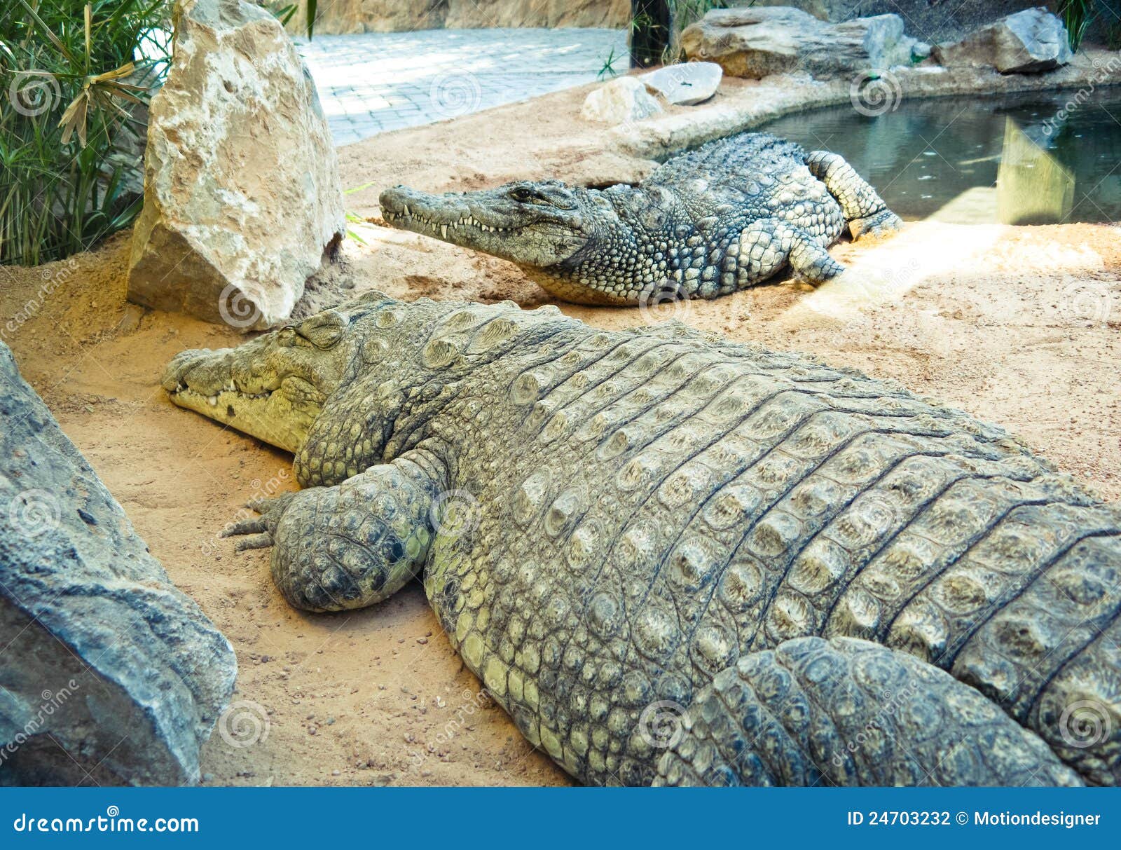 Krokodiler arkivfoto. Bild av krokodil, varelse, reptil - 24703232