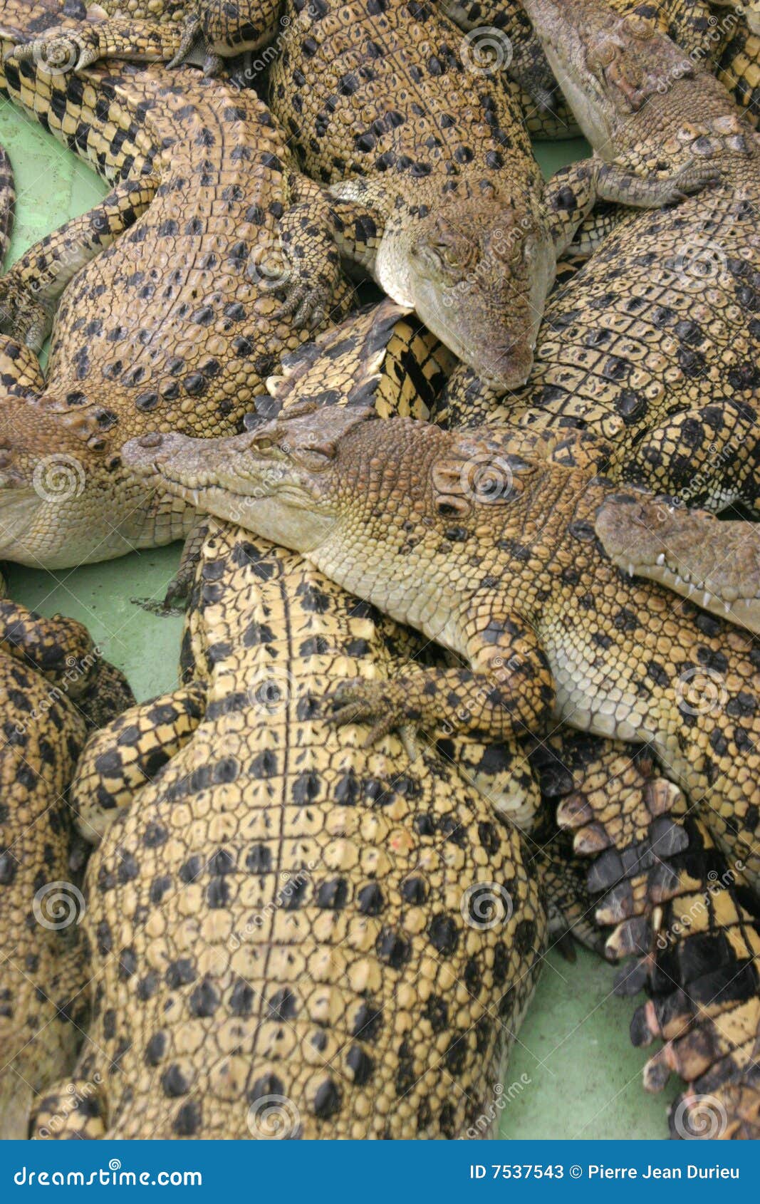 Krokodiler fotografering för bildbyråer. Bild av tillsammans - 7537543