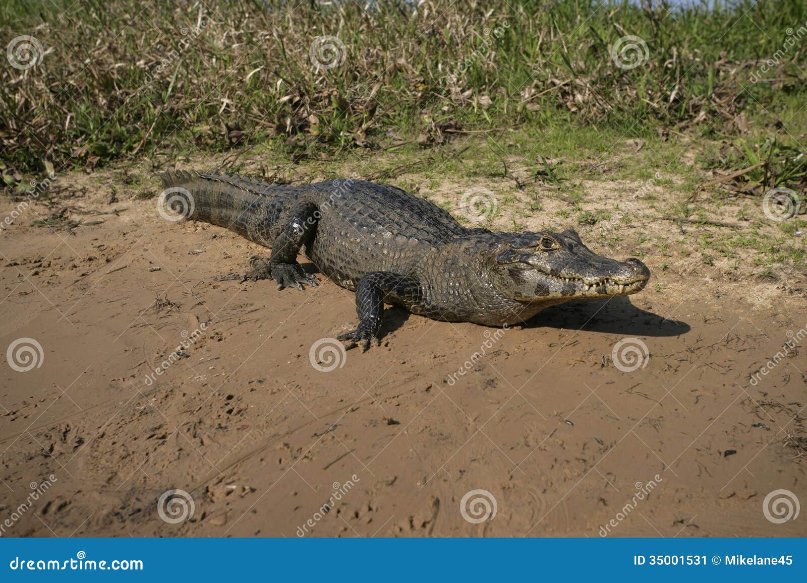 Krokodilkaiman, Kaiman Crocodilus Stockbild - Bild von bebrillt ...