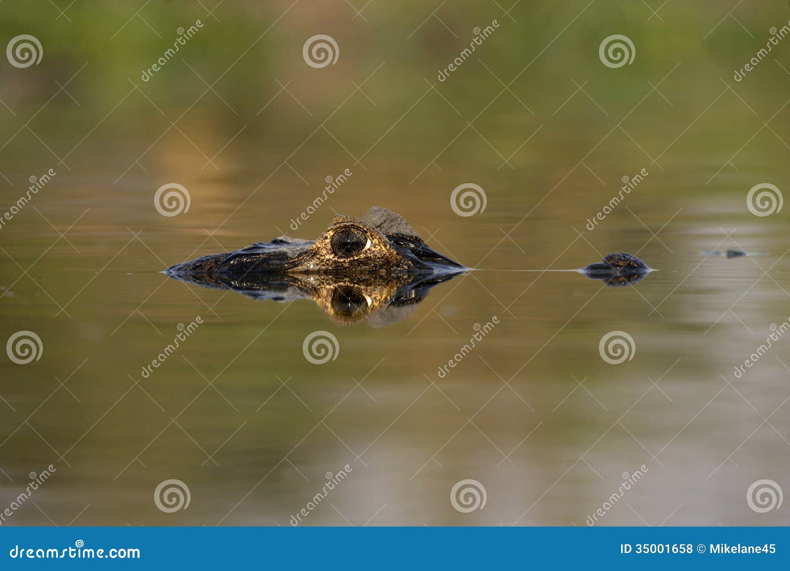 Krokodilkaiman, Kaiman Crocodilus Stockfoto - Bild von brasilien, nave ...