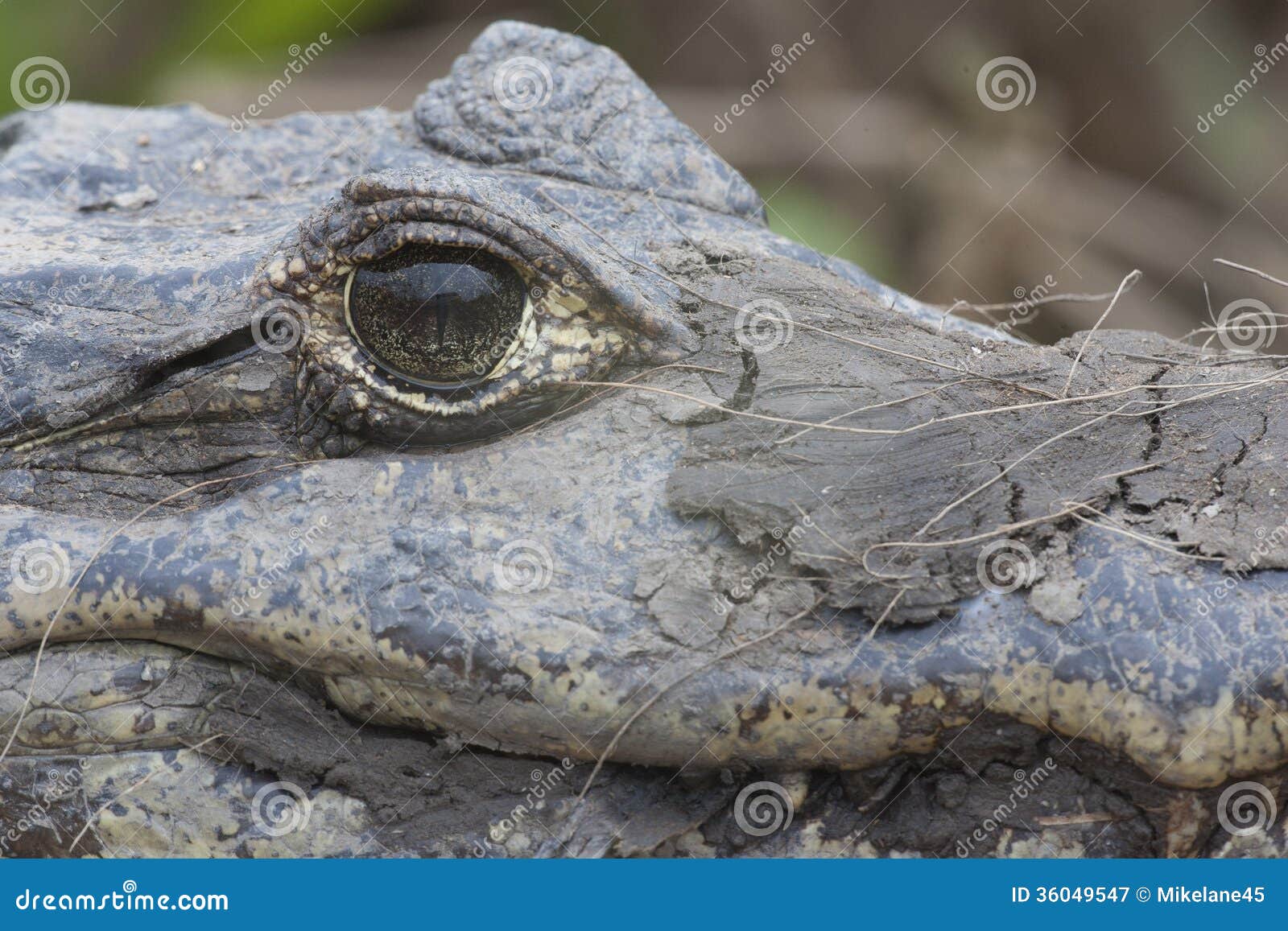 Krokodilkaiman, Kaiman Crocodilus Stockbild - Bild von sumpf, tier ...