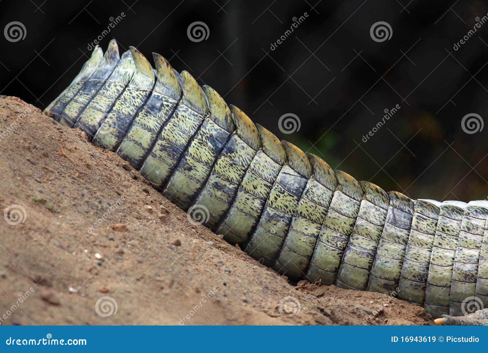 Krokodyla ogon obraz stock. Obraz złożonej z tekstura - 16943619