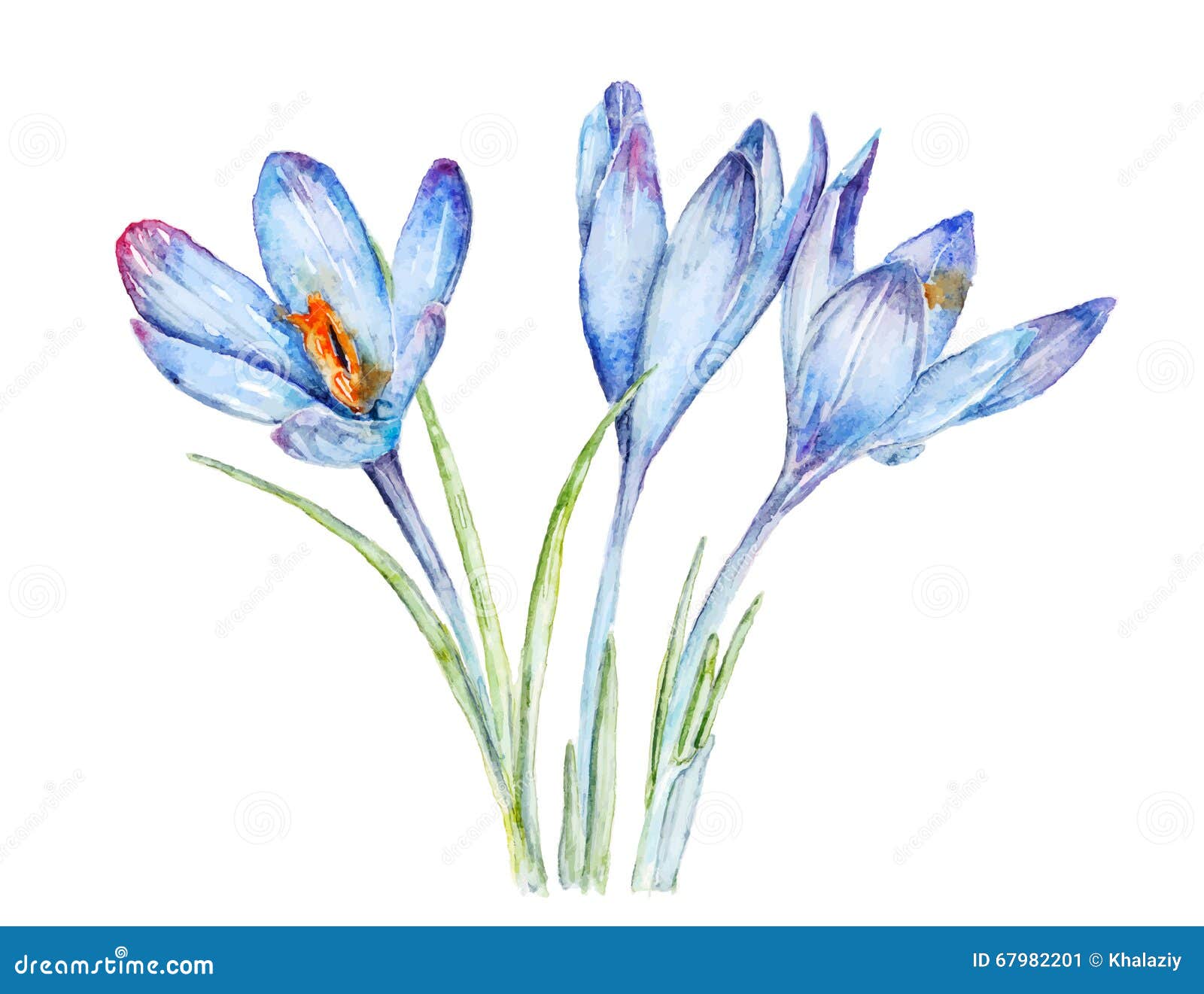 Krokus vector illustratie. Illustration of illustratie - 67982201