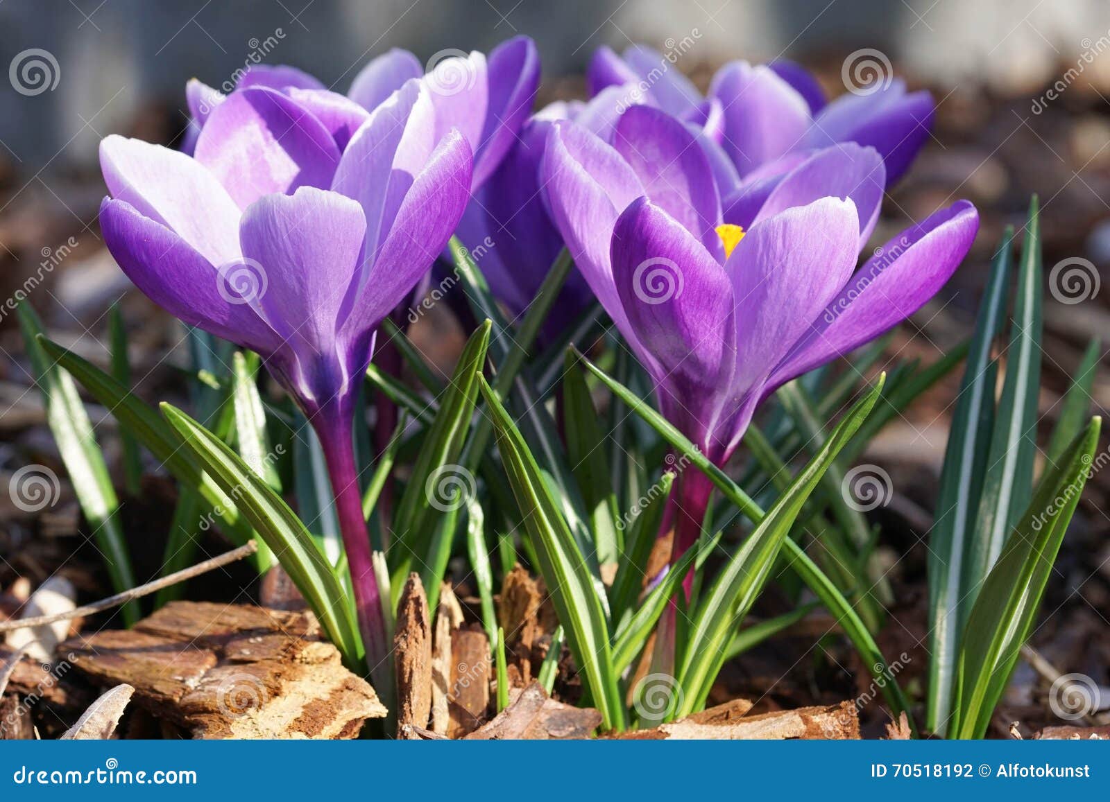 Krokus stock foto. Image of tuin, purper, lente, flora - 70518192